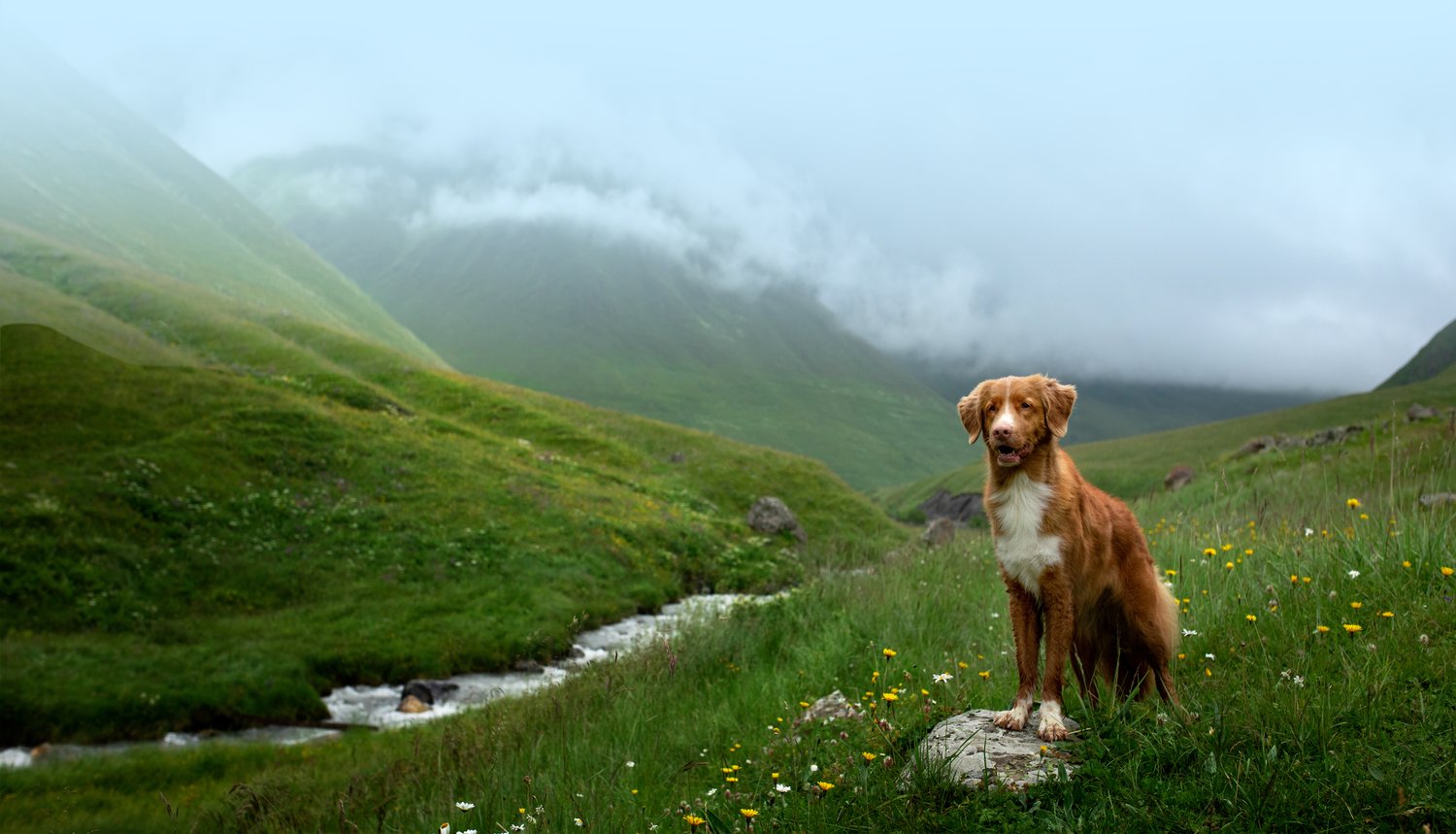 Pricing — Discovery Dog Training