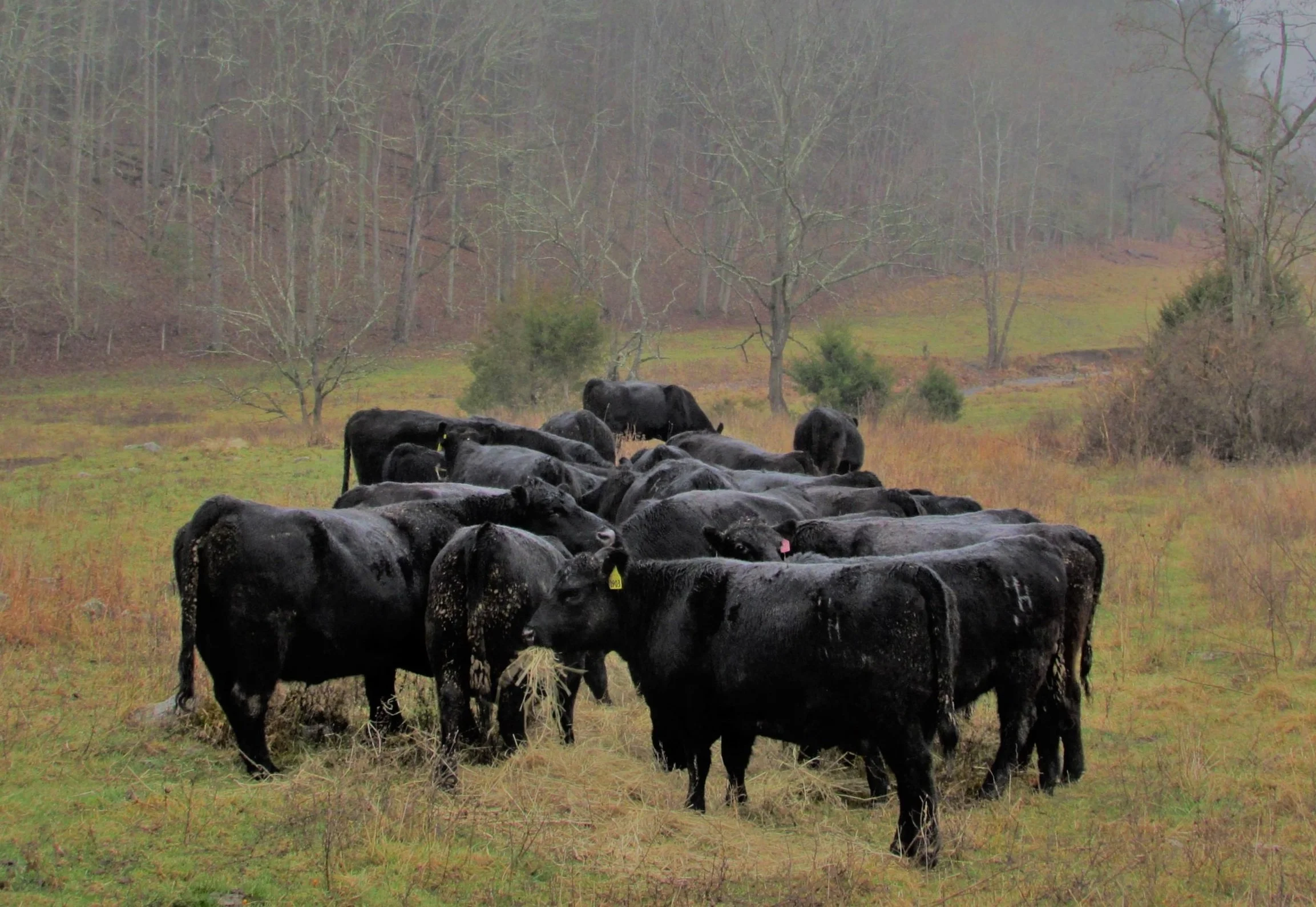 Hazy Hollow Farm | Grass Fed & Finished Beef | USDA Inspected | Head Waters, VA