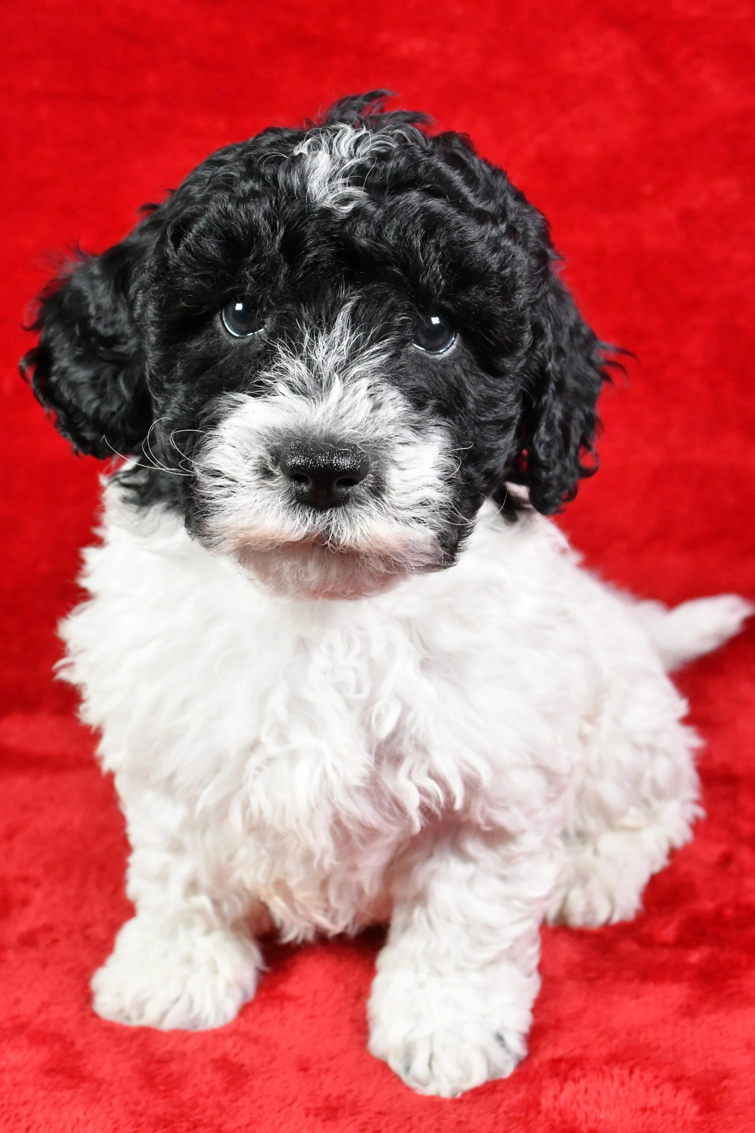 Puppies Available for Adoption — Adorable Pups