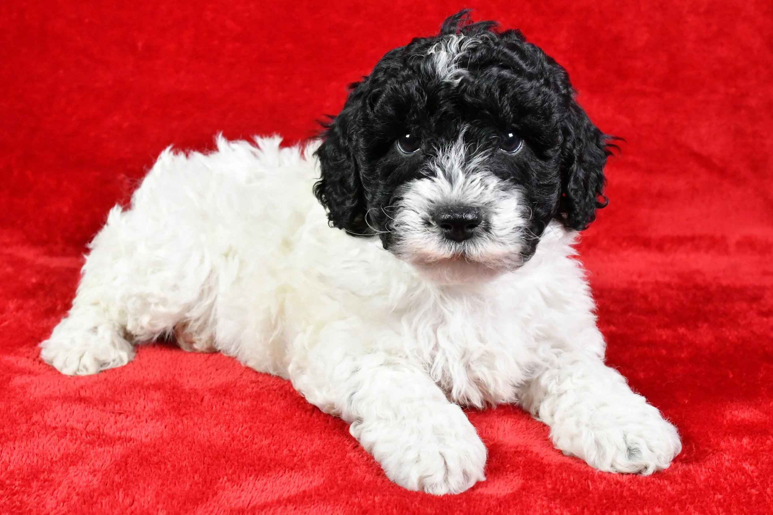 Puppies Available for Adoption — Adorable Pups