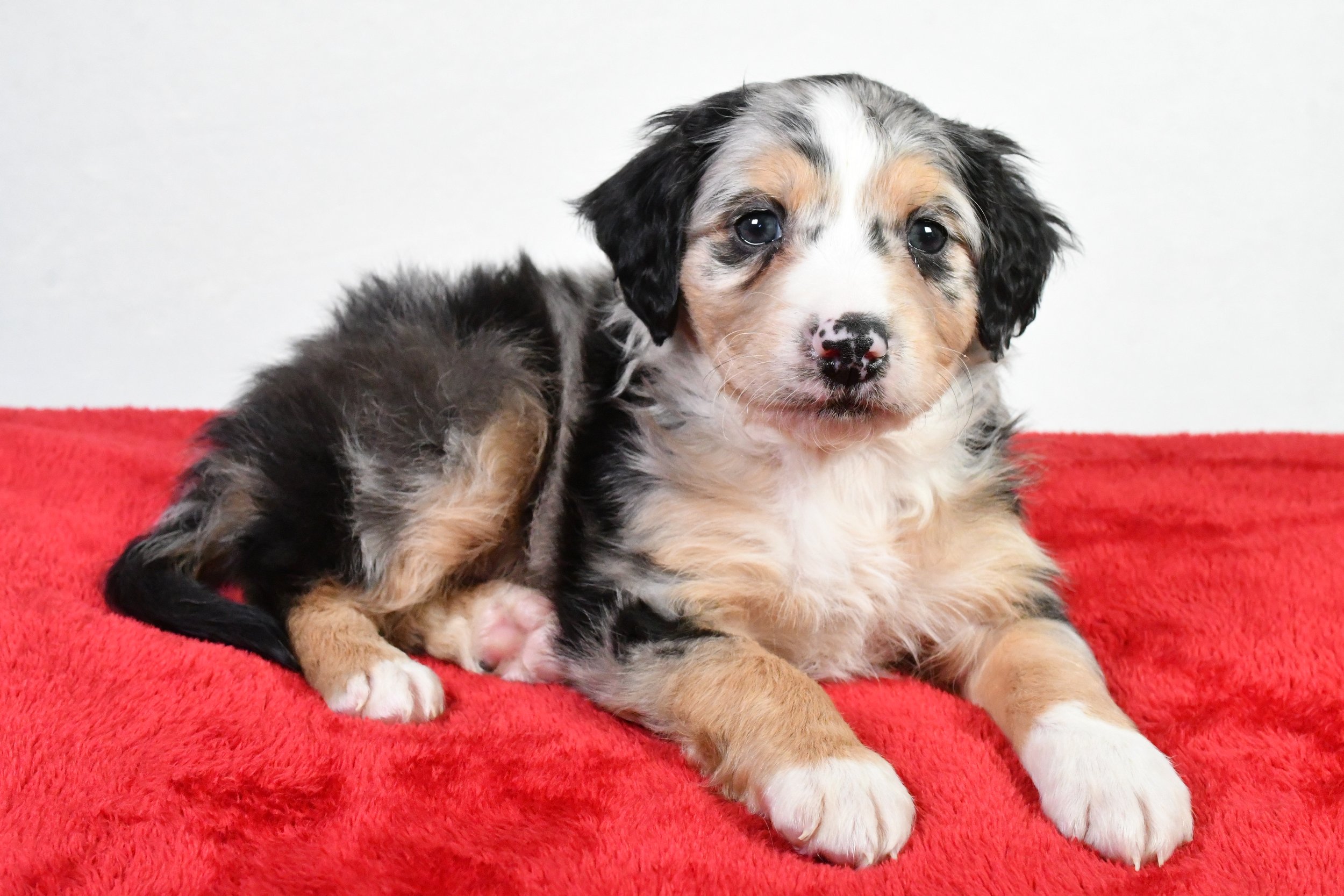 Puppies Available for Adoption — Adorable Pups