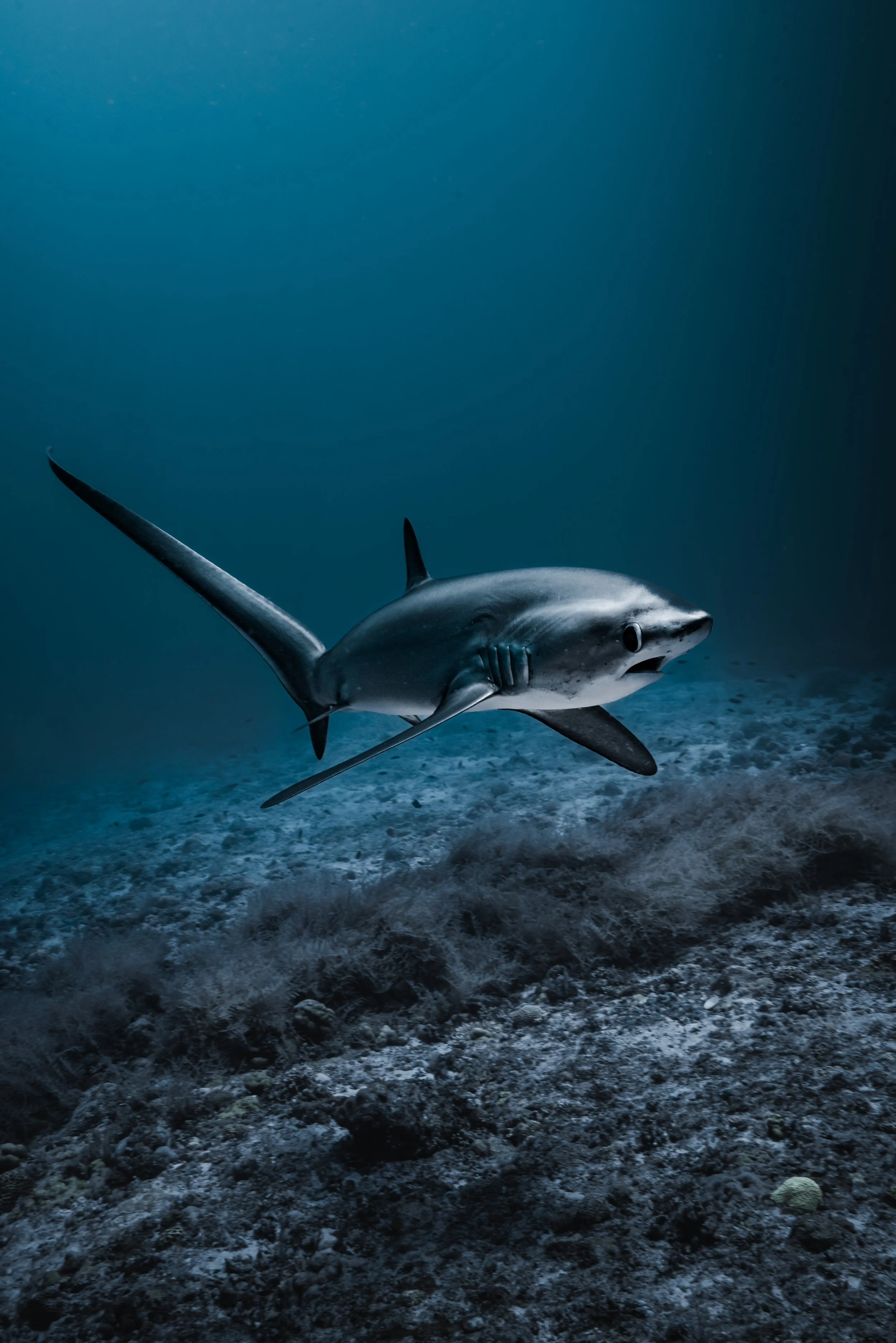 The Devastation of Shark Finning — PRISMA Photography Magazine
