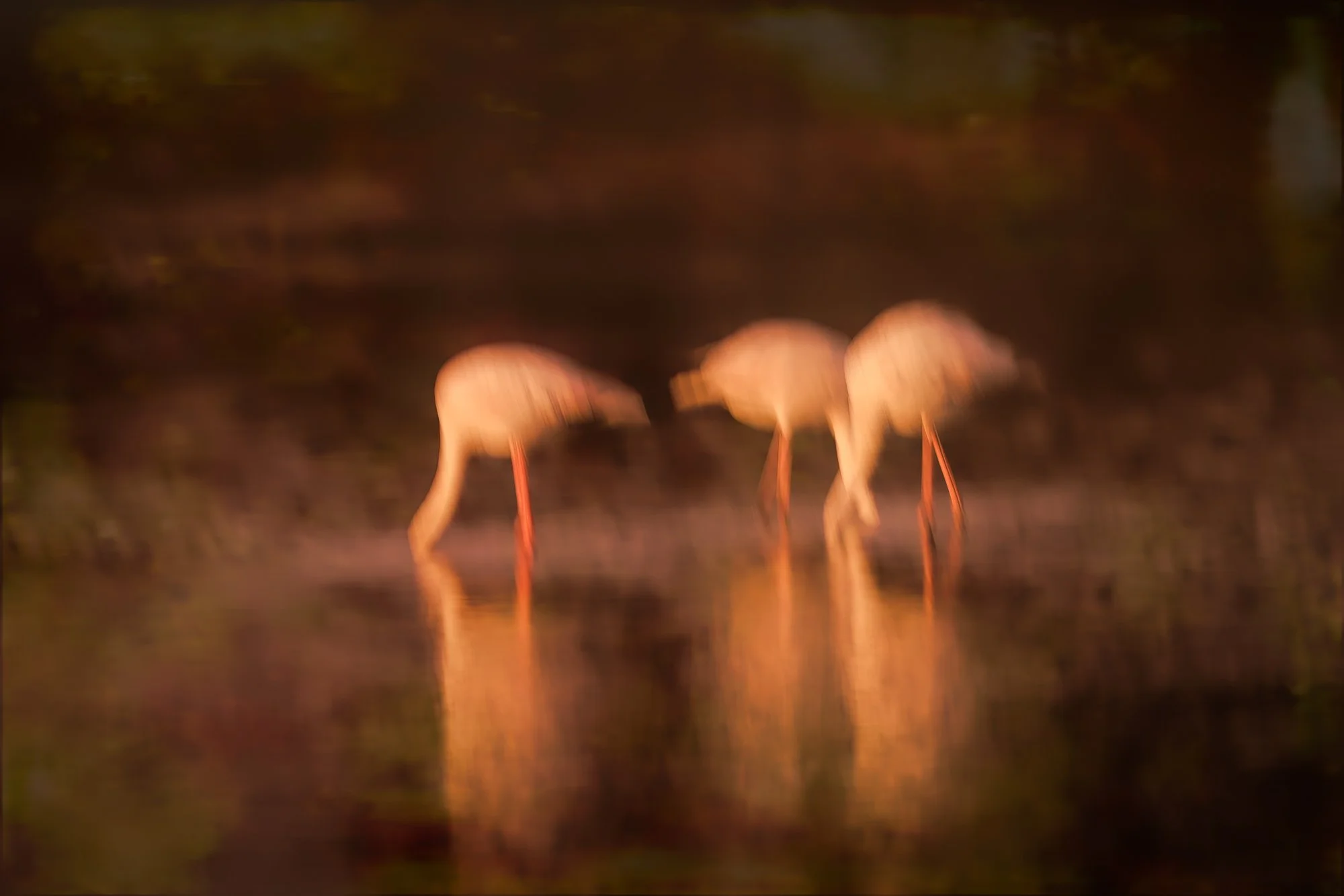 Birds and Nature — PRISMA Photography Magazine