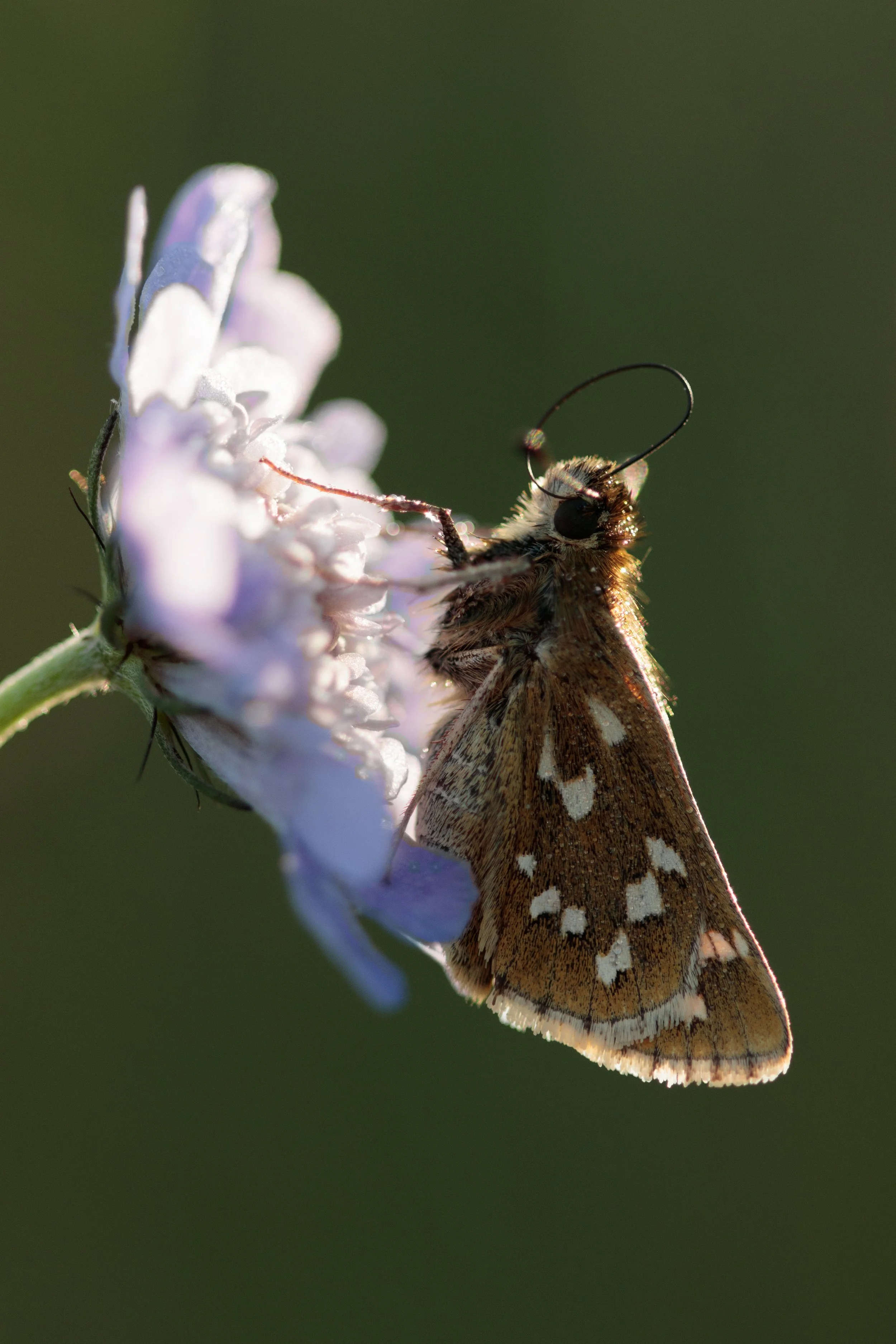 Butterflies and Early Birds — PRISMA Photography Magazine