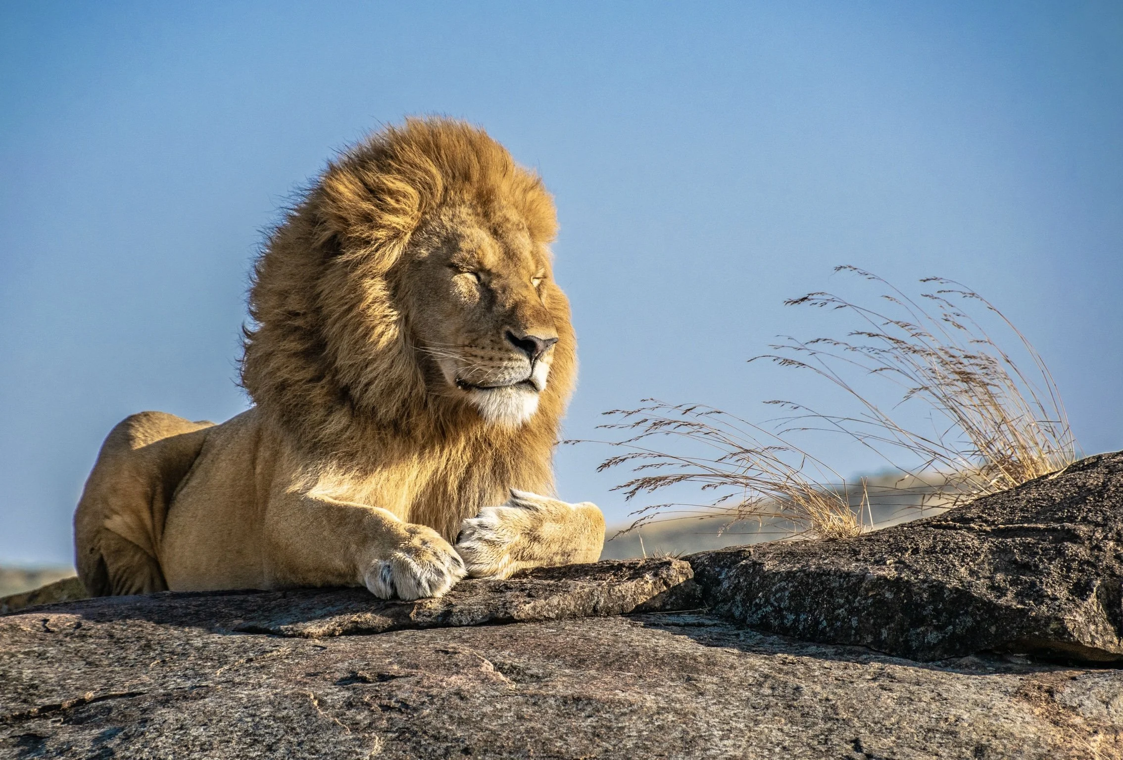 Photographing Global Wildlife — PRISMA Photography Magazine