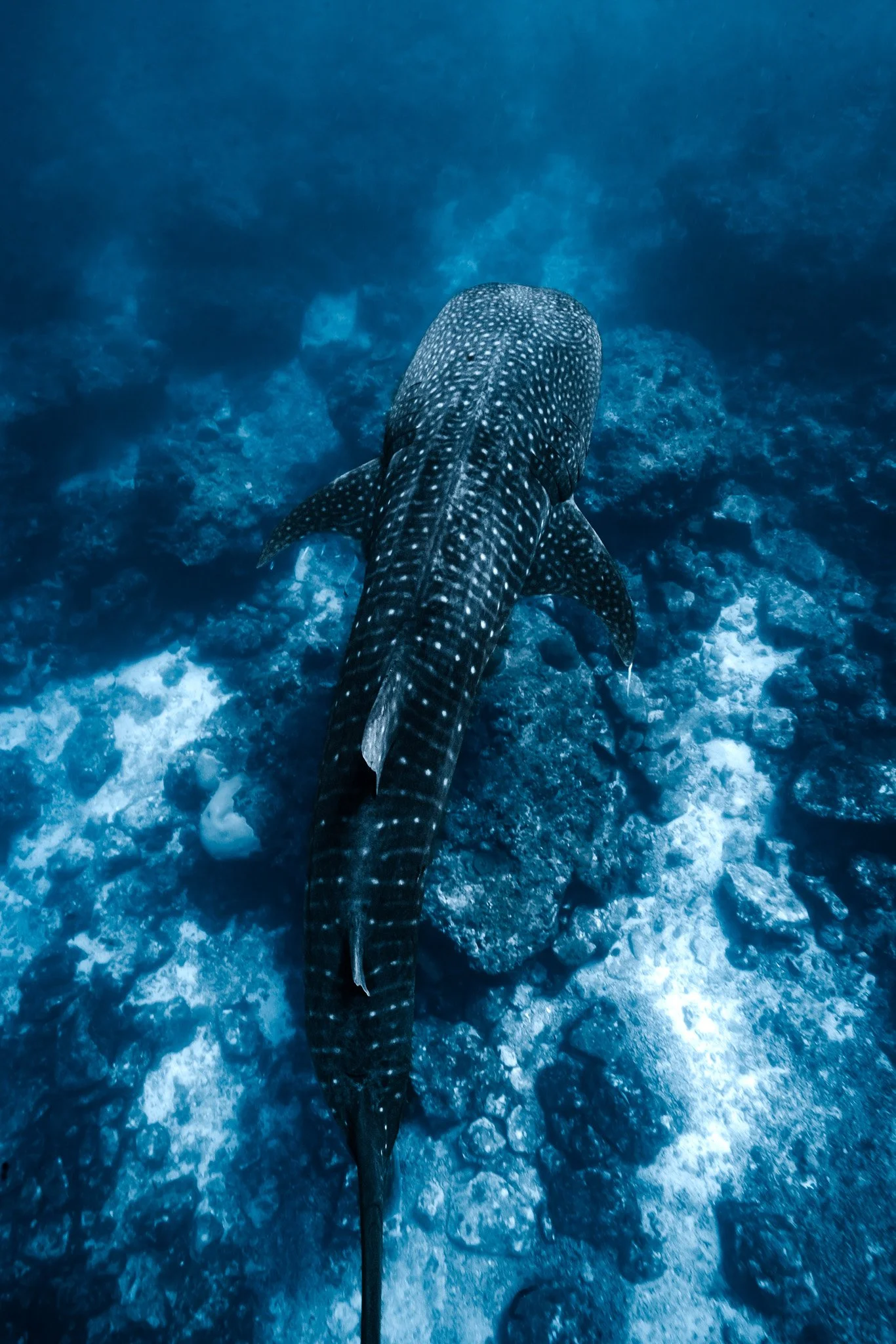 The Devastation of Shark Finning — PRISMA Photography Magazine