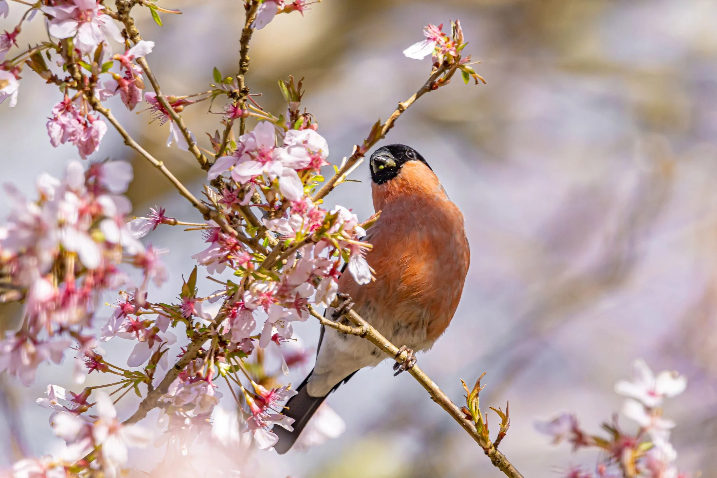 Springtime Bird Photography — PRISMA Photography Magazine