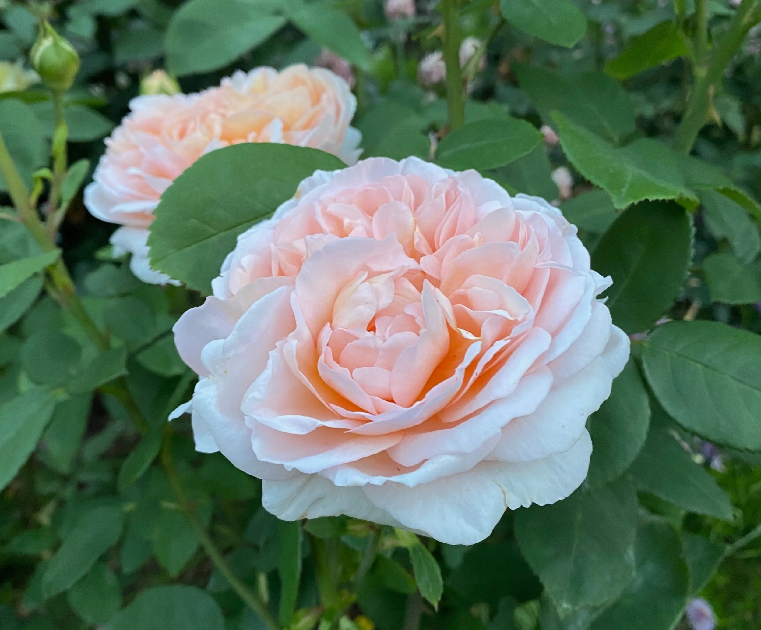 Winston Salem Rose Society | Grow Roses Today - Join Now