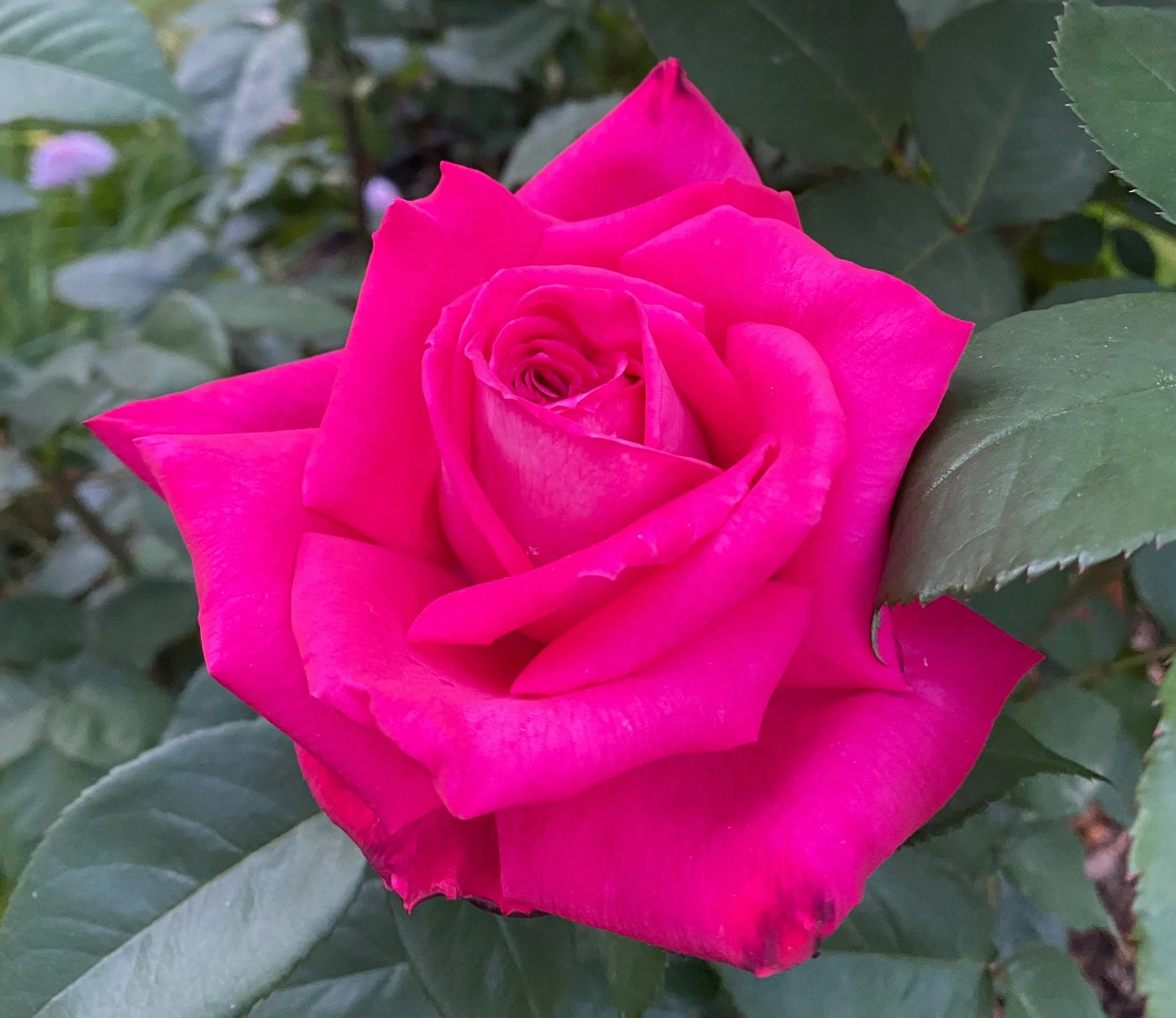 Winston Salem Rose Society | Grow Roses Today - Join Now