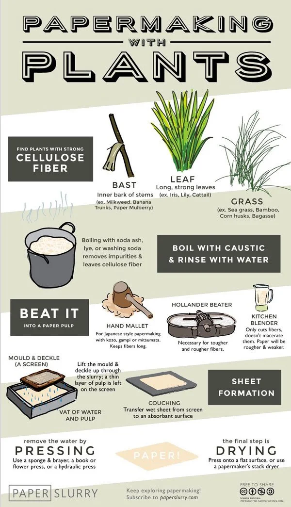 Hand Papermaking with Plants (Illustrated Infographic) — Paperslurry