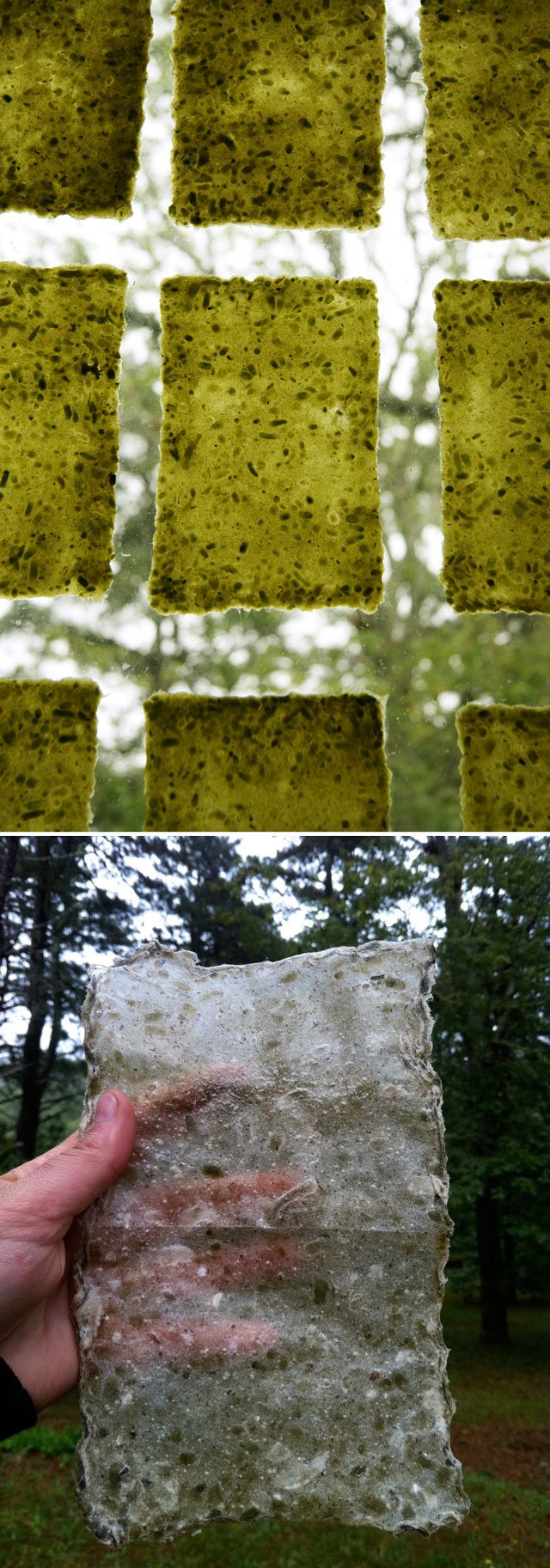 Making Paper from Seaweed: Papermaking with Atlantic BioInvader Codium ...