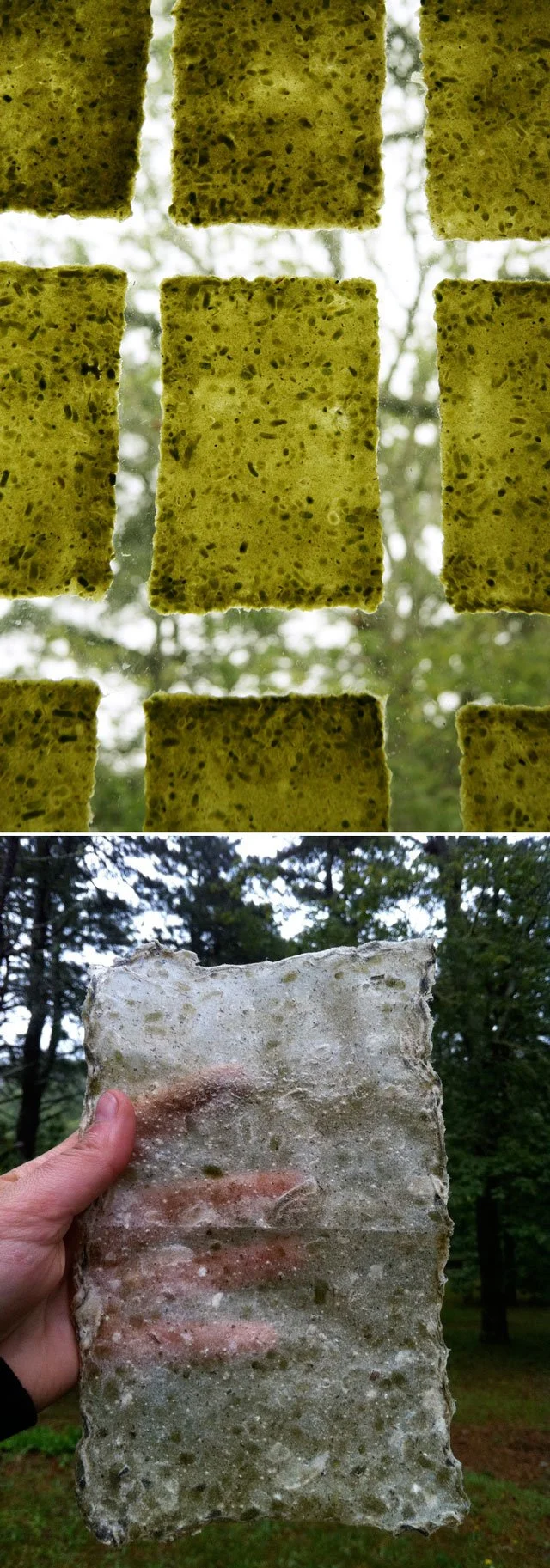 Making Paper from Seaweed: Papermaking with Atlantic BioInvader Codium ...