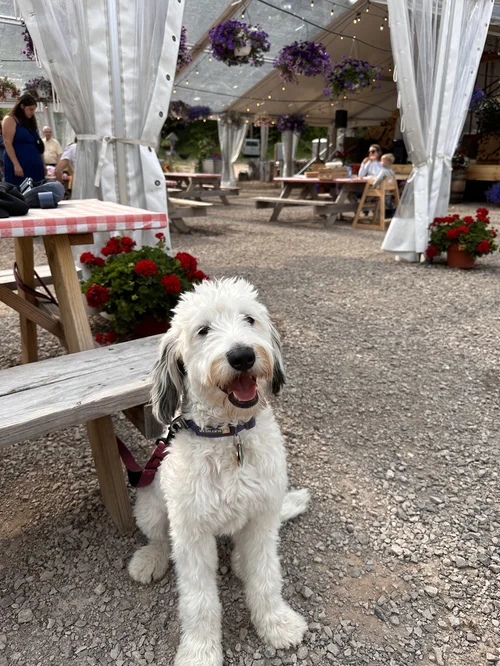 Dog Friendly Places in Northern Michigan - Pond Hill Farm