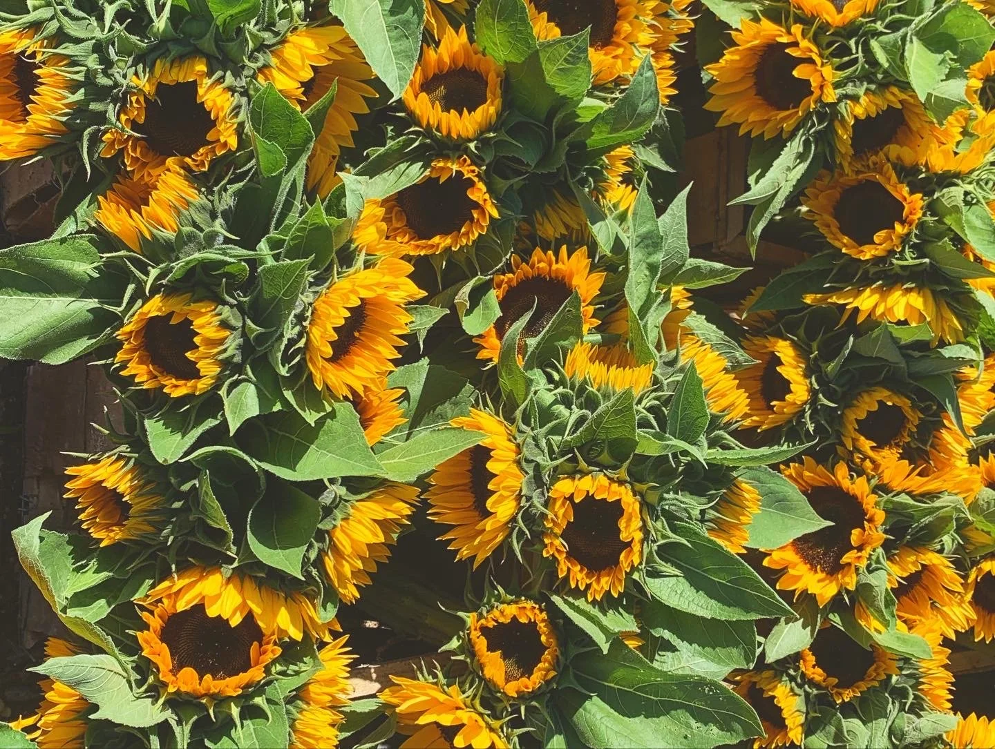 What's in Season — Lenny Bruno Farms | 4th Generation Vegetable Farm on ...
