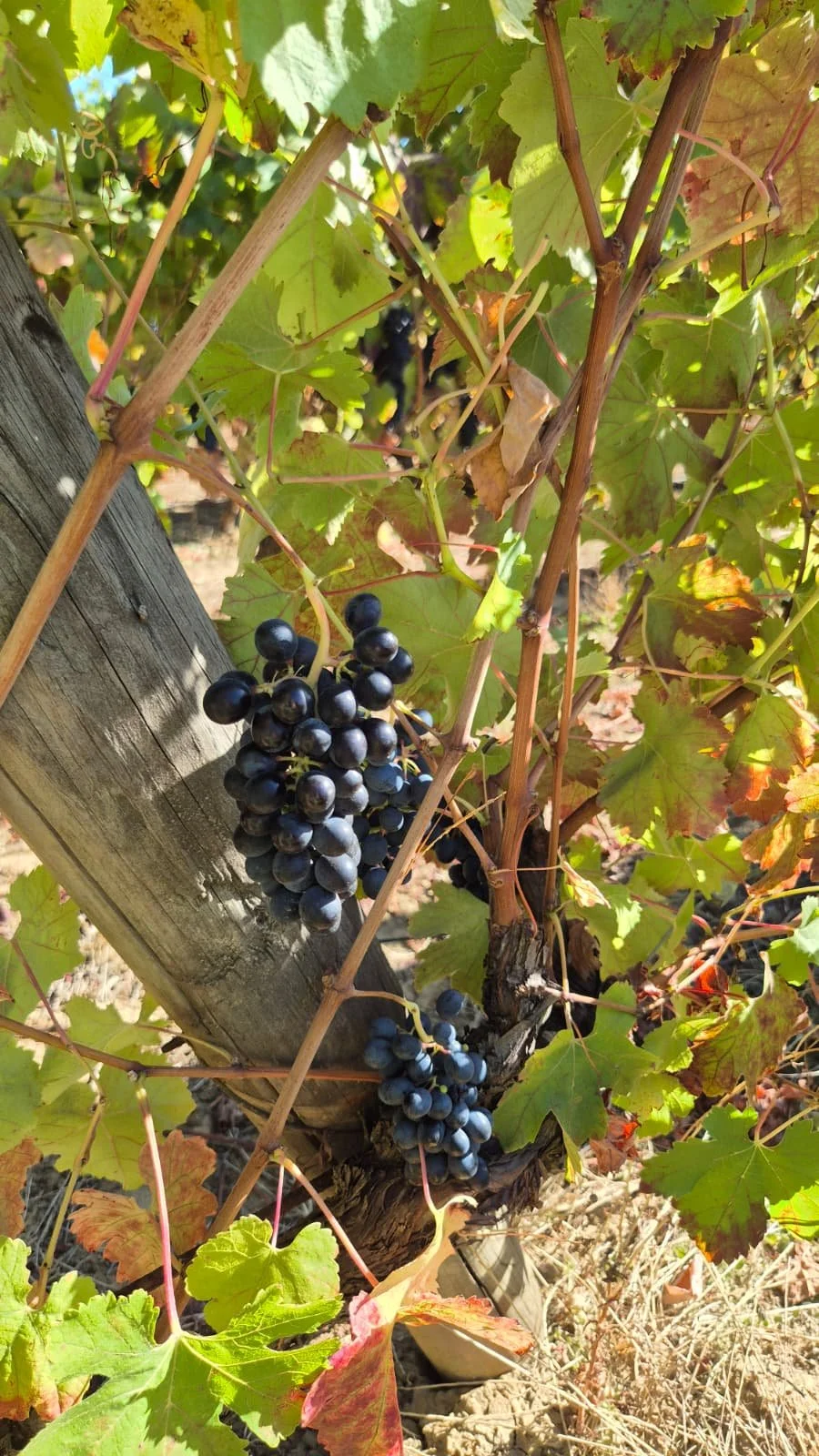 Quinta do Monte D’Oiro - um excelente enoturismo próximo a Lisboa ...