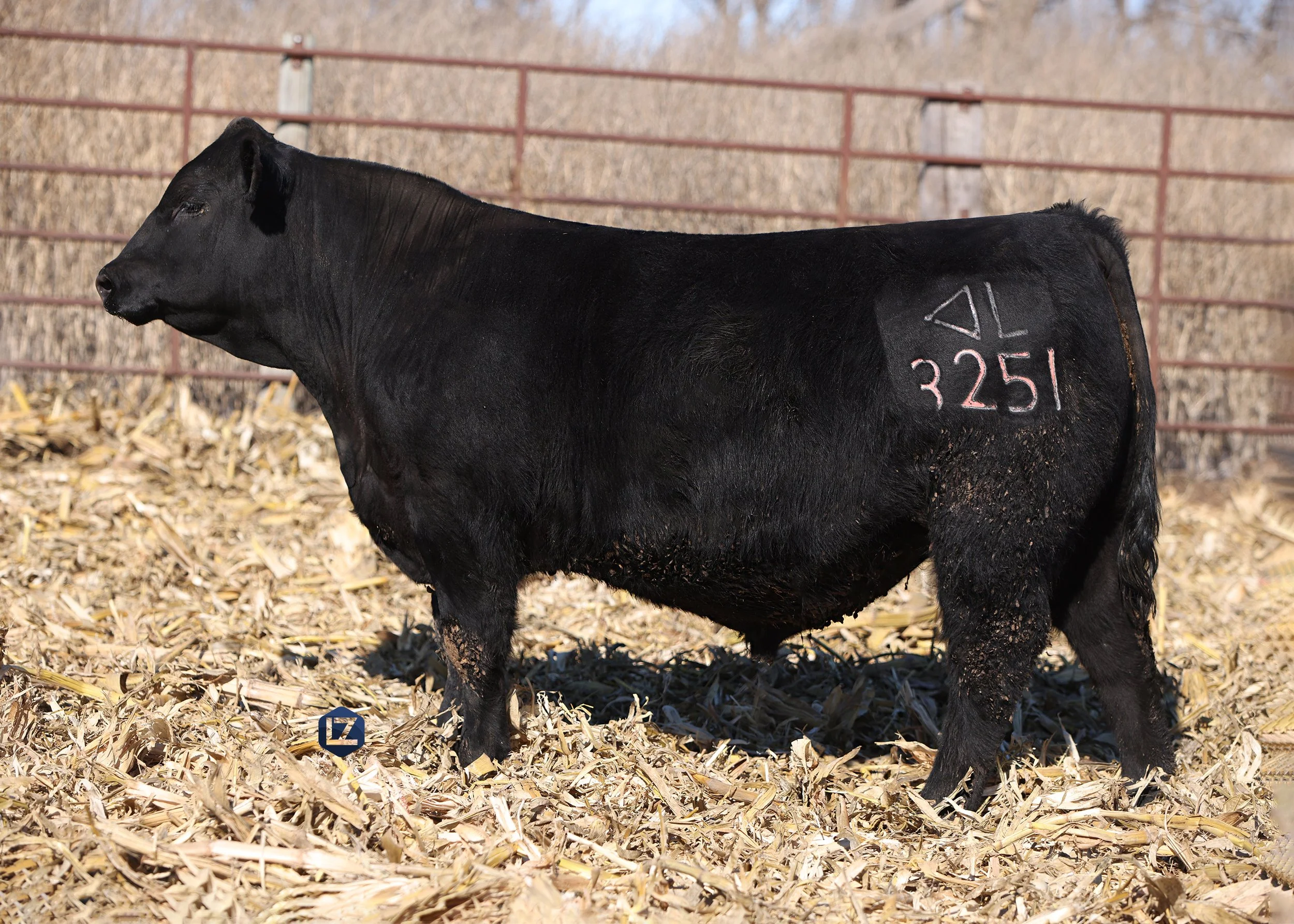 Angus Cattle — LZ Livestock