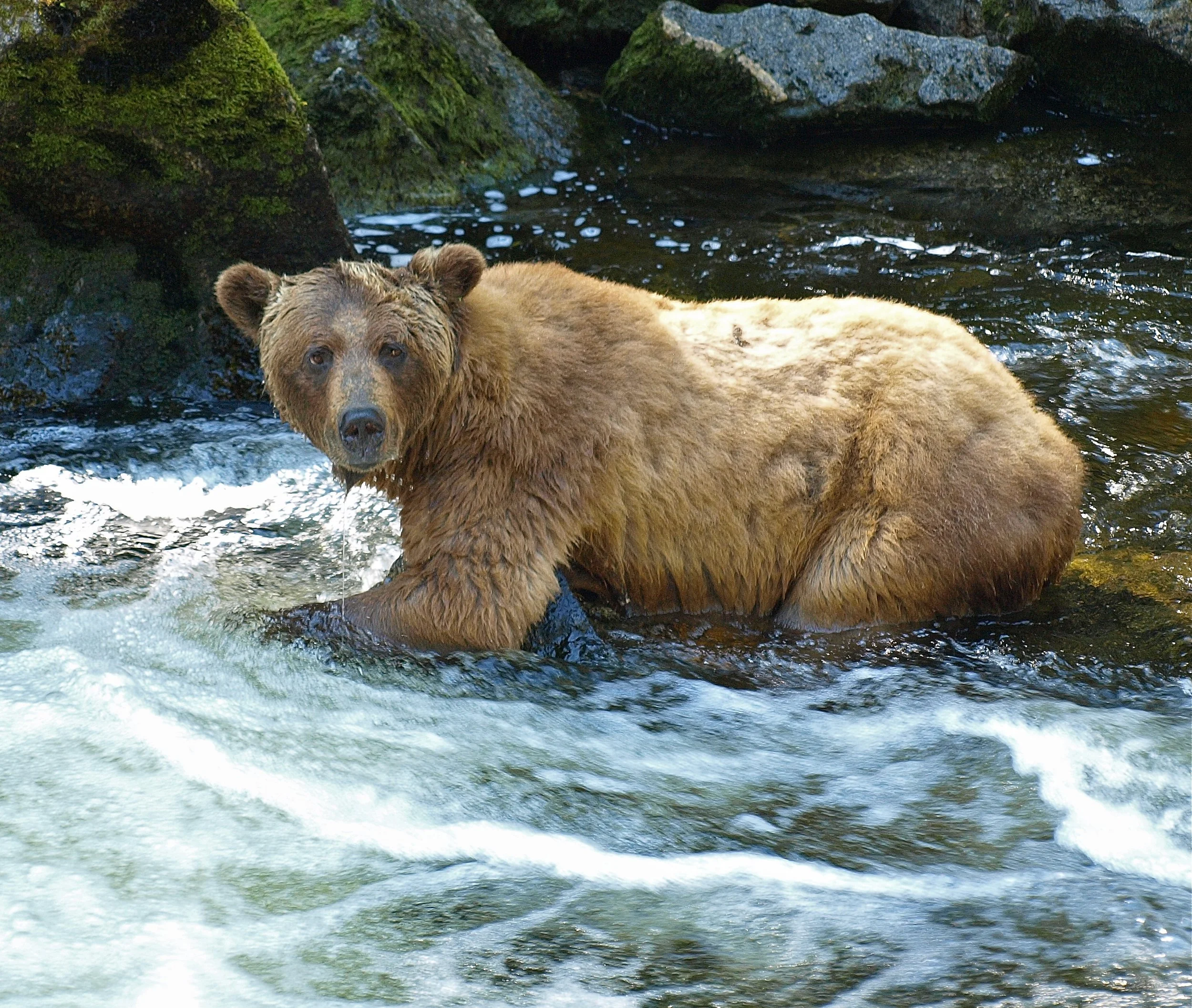 ANAN BEARS — Travel Wrangell