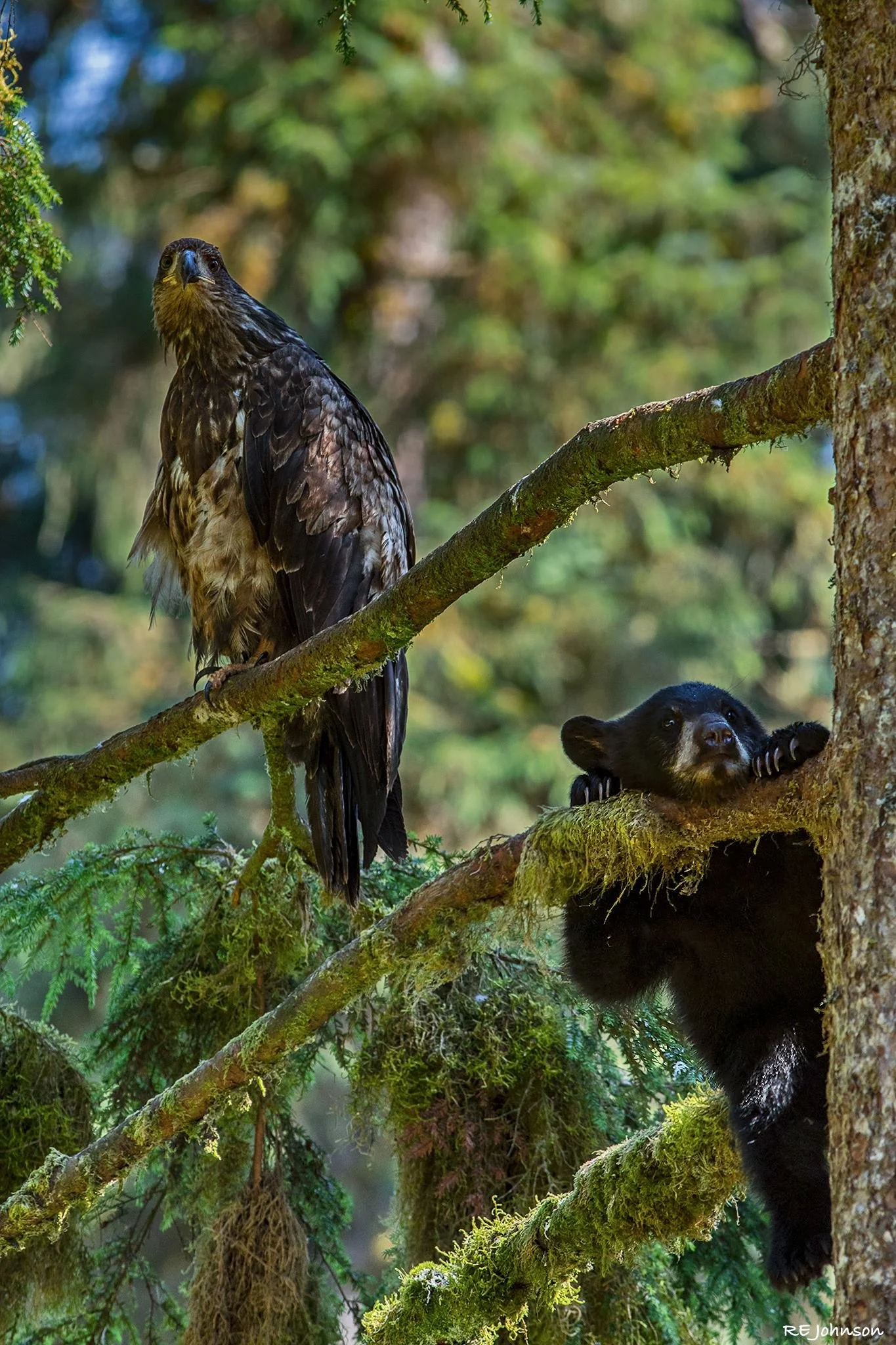 ANAN BEARS — Travel Wrangell