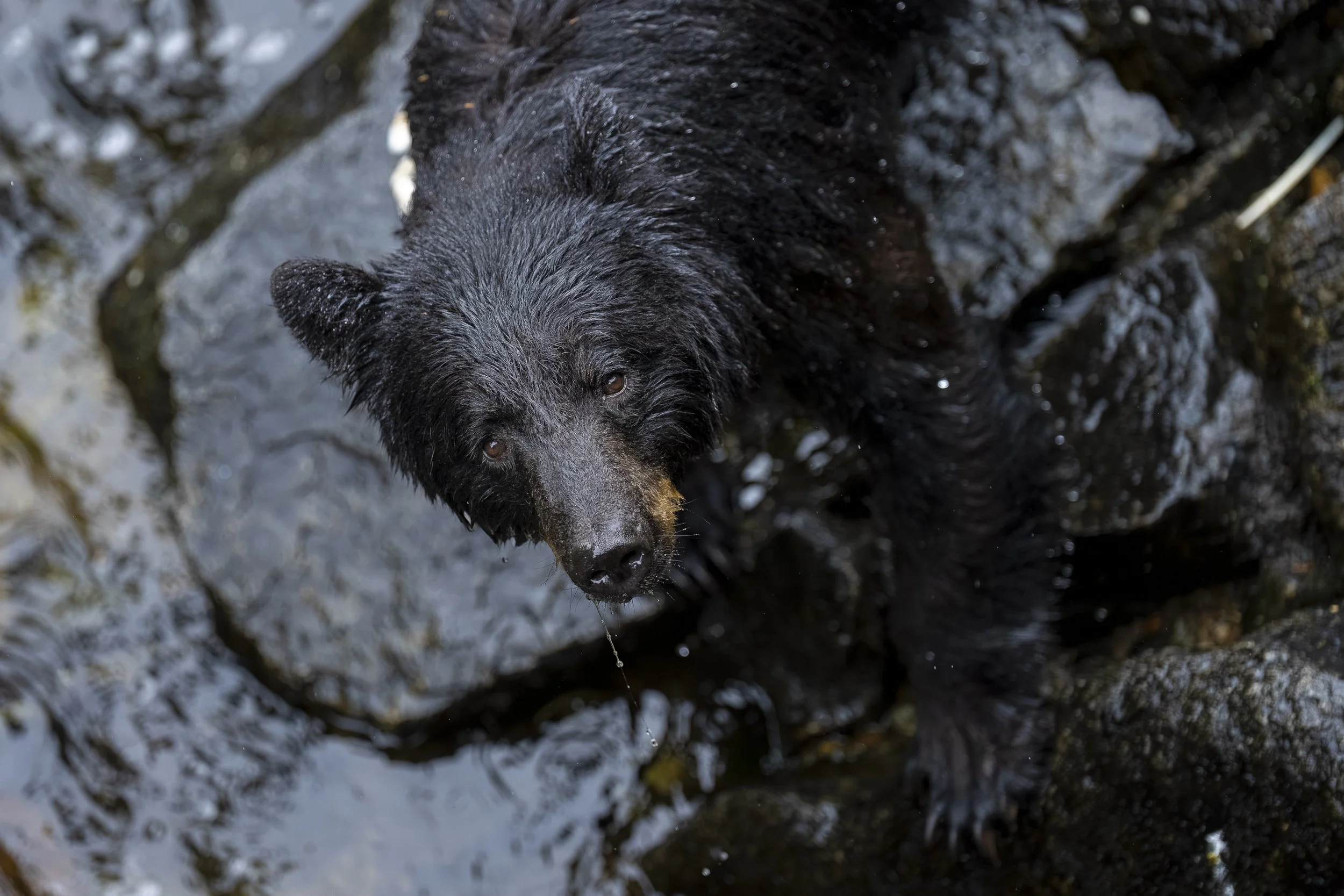 Anan Wildlife Observatory — Travel Wrangell