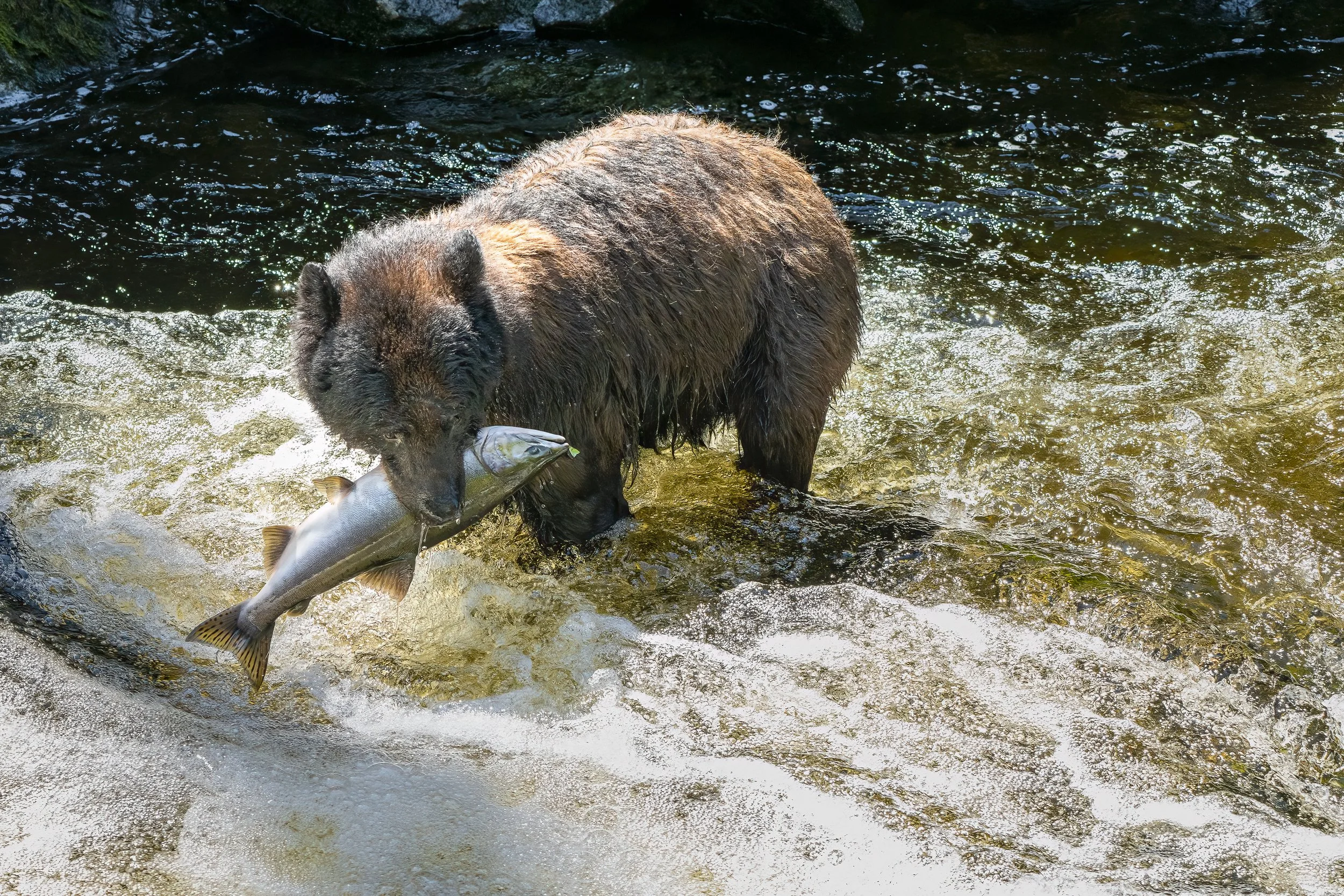 Anan Wildlife Observatory — Travel Wrangell