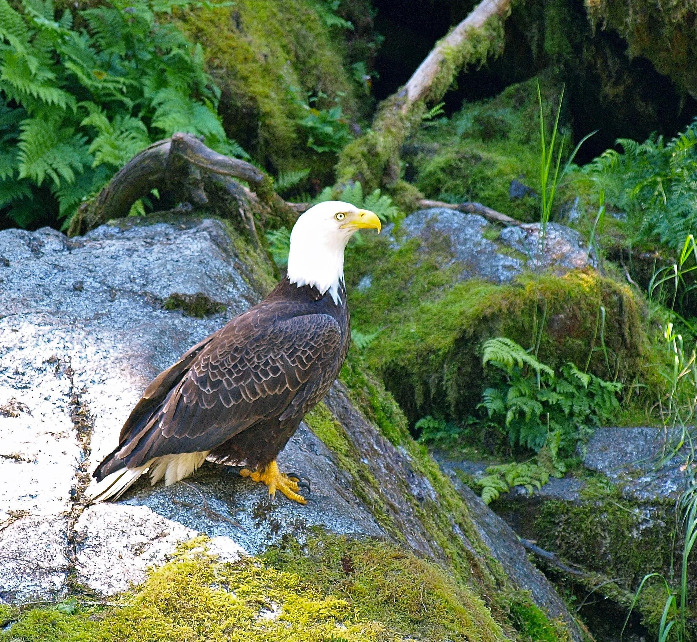 ANAN BEARS — Travel Wrangell