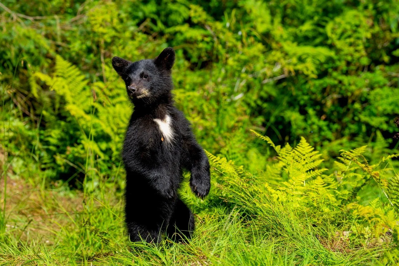 Anan Wildlife Observatory — Travel Wrangell