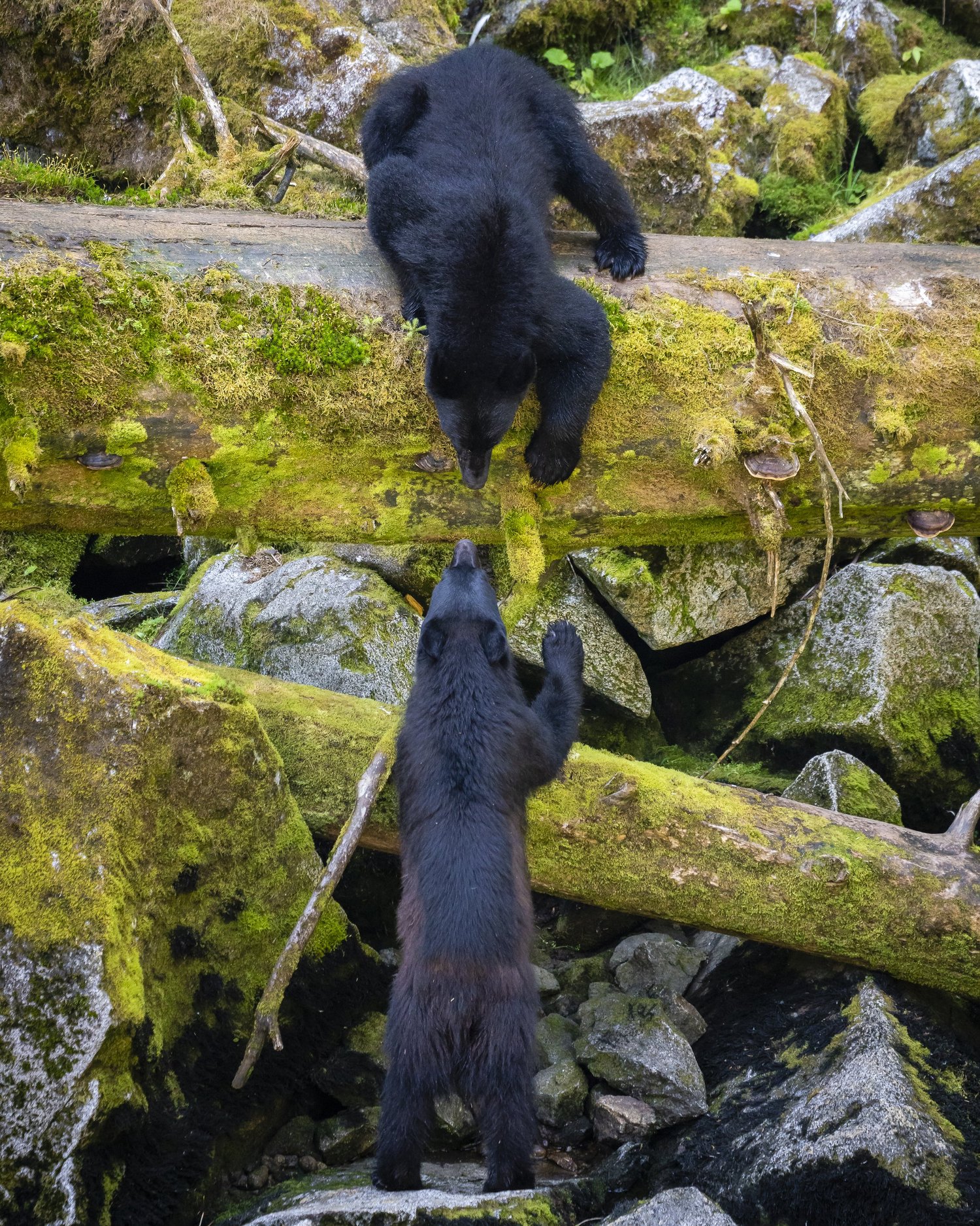 Anan Wildlife Observatory — Travel Wrangell
