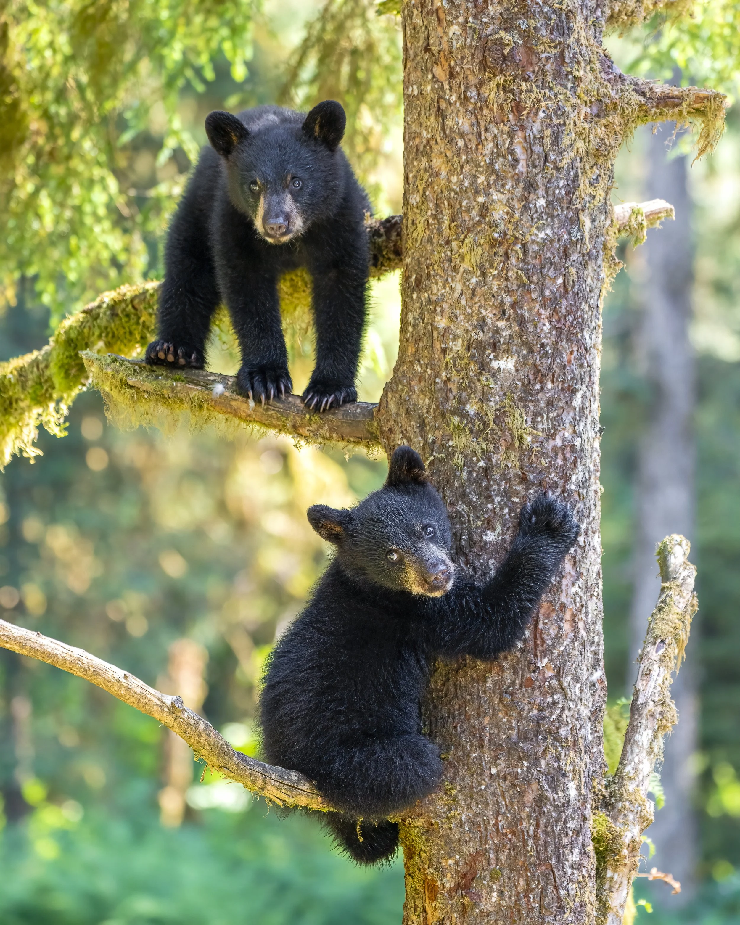 Anan Wildlife Observatory — Travel Wrangell