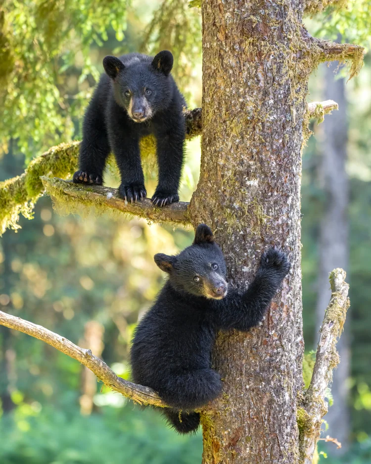 Anan Wildlife Observatory — Travel Wrangell