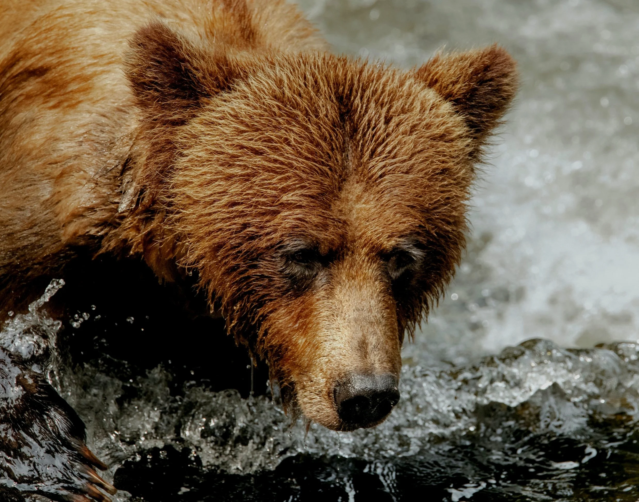 ANAN BEARS — Travel Wrangell