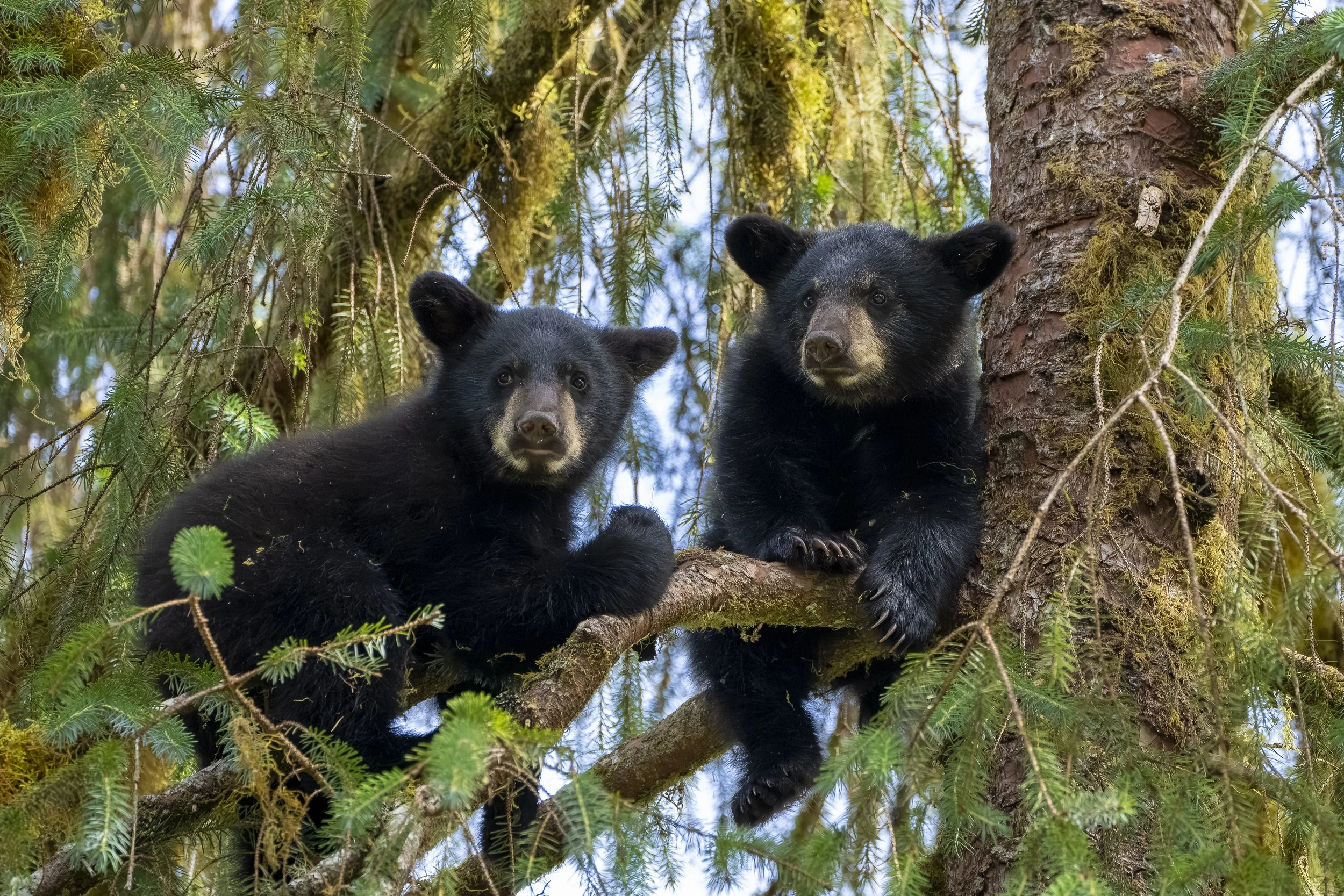 Anan Wildlife Observatory — Travel Wrangell