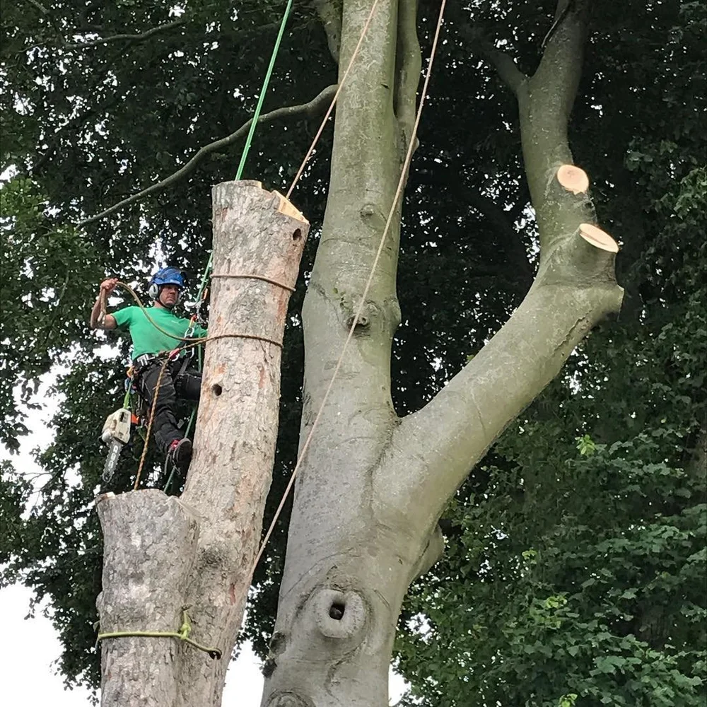 Winchester Based Tree Surgeons, Sparsholt Trained, Arboricultural ...