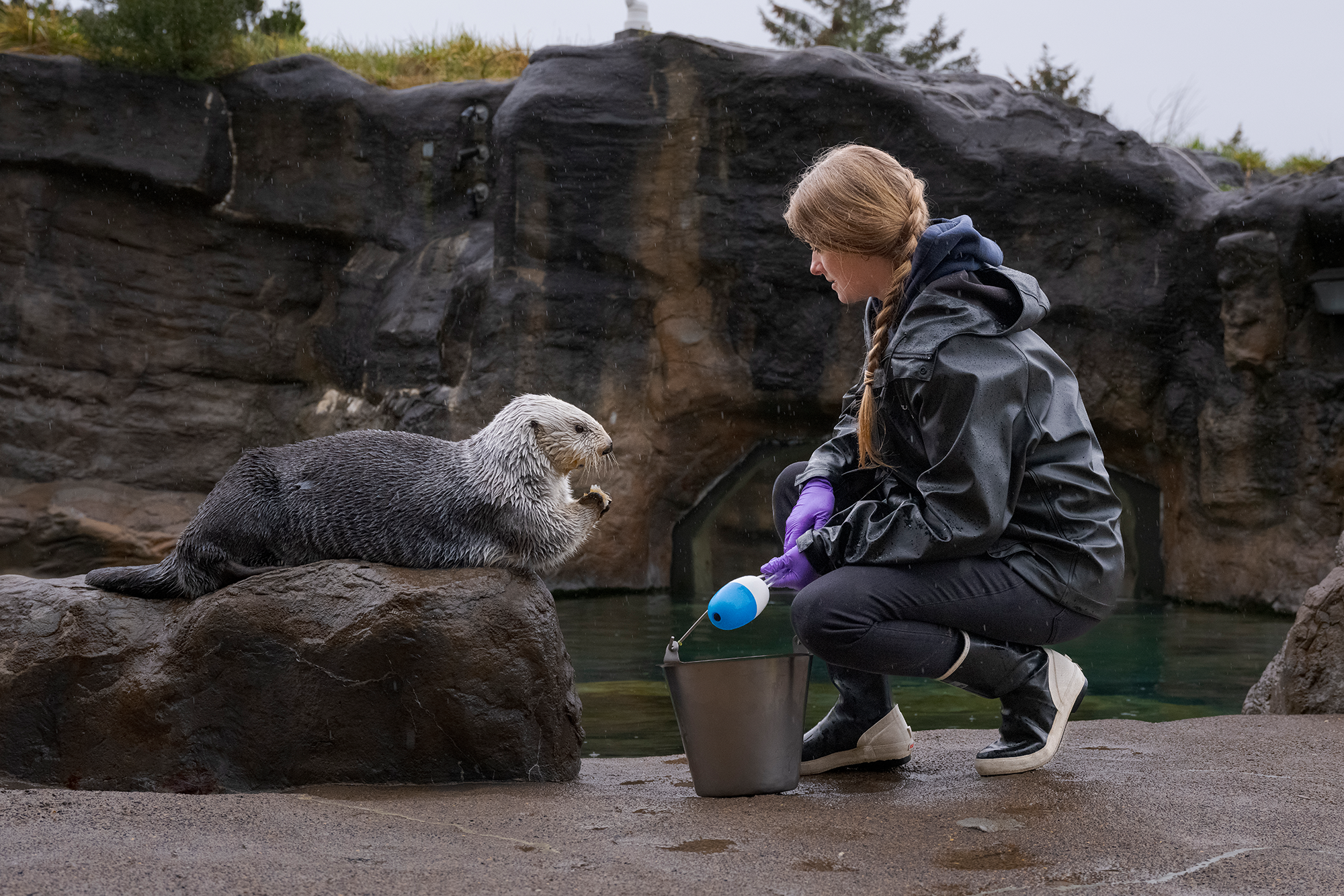Oregon Sea Otters — Gretchen Kay Stuart