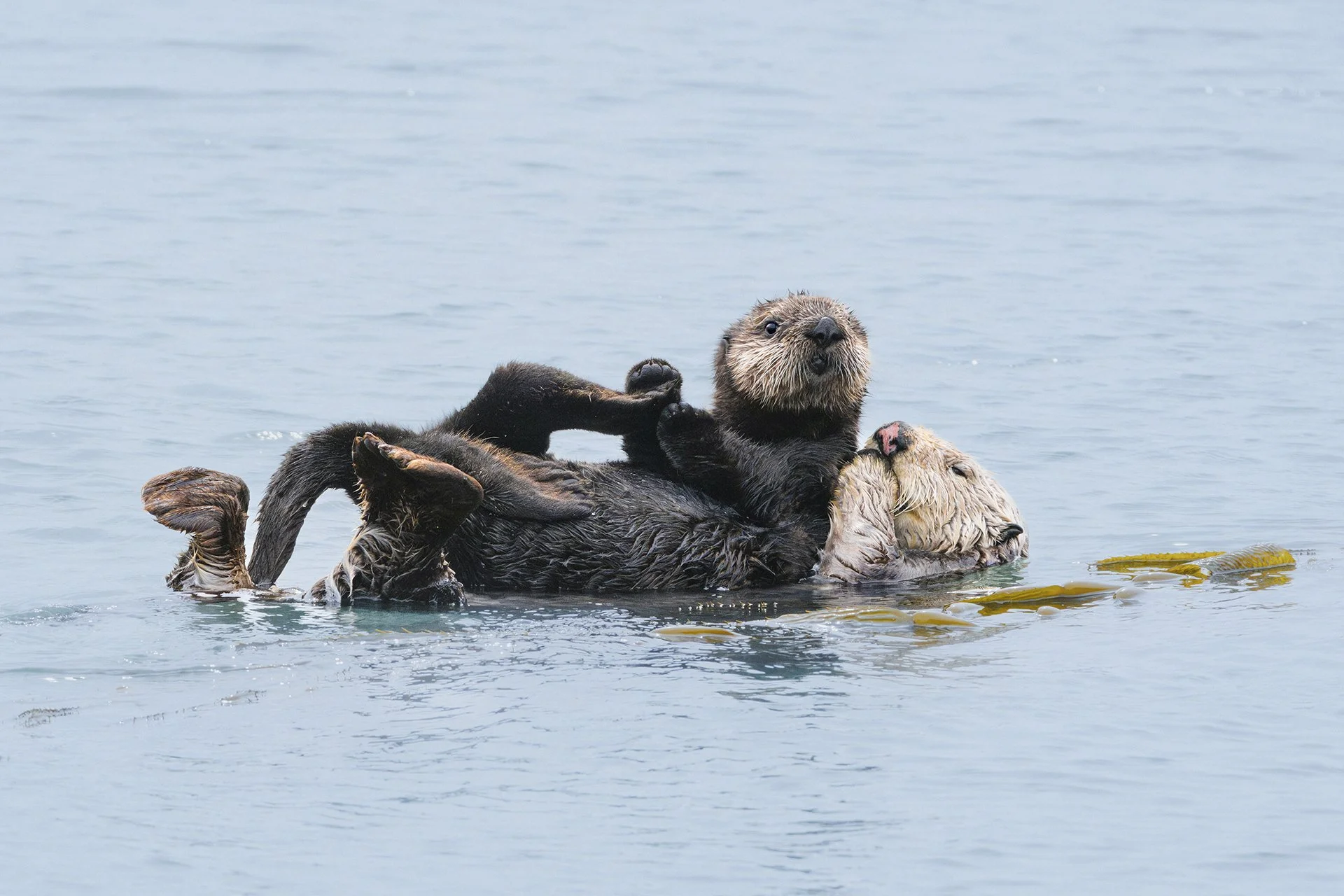Oregon Sea Otters — Gretchen Kay Stuart