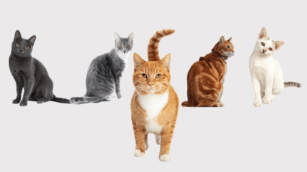 Lovable Cats — Best Friends for Life