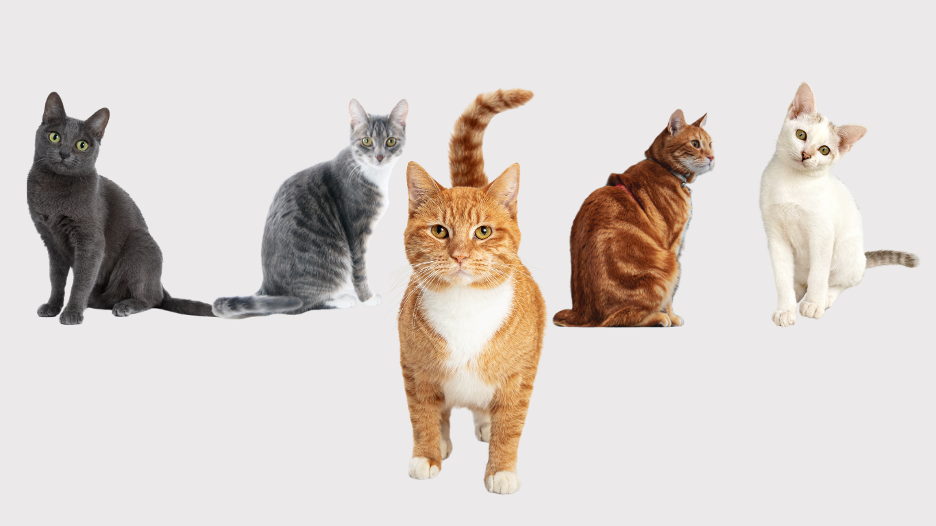 Lovable Cats — Best Friends for Life