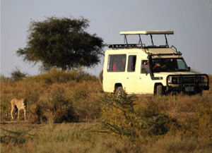 14 Best Ecotourism Activities to Try in 2024 — Slowmad Central