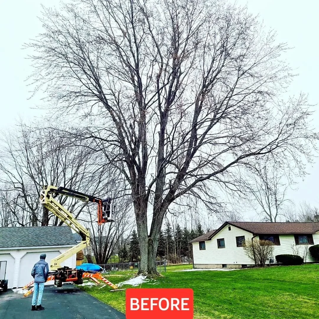 Alex's Tree Removal Rochester NY - Tree Service Monroe County, NY