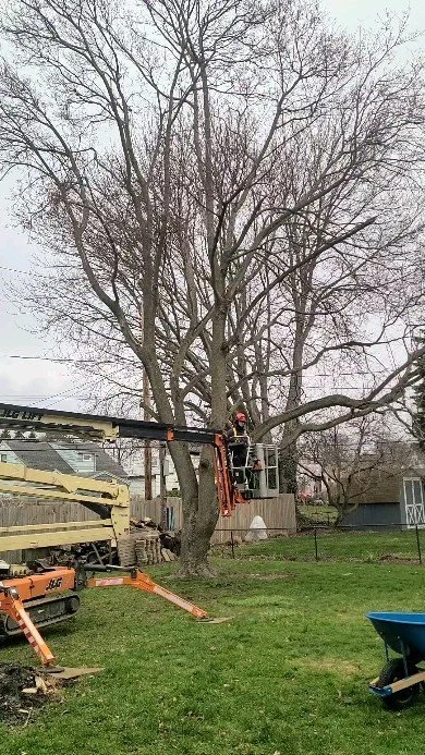Alex's Tree Removal Rochester NY - Tree Service Monroe County, NY