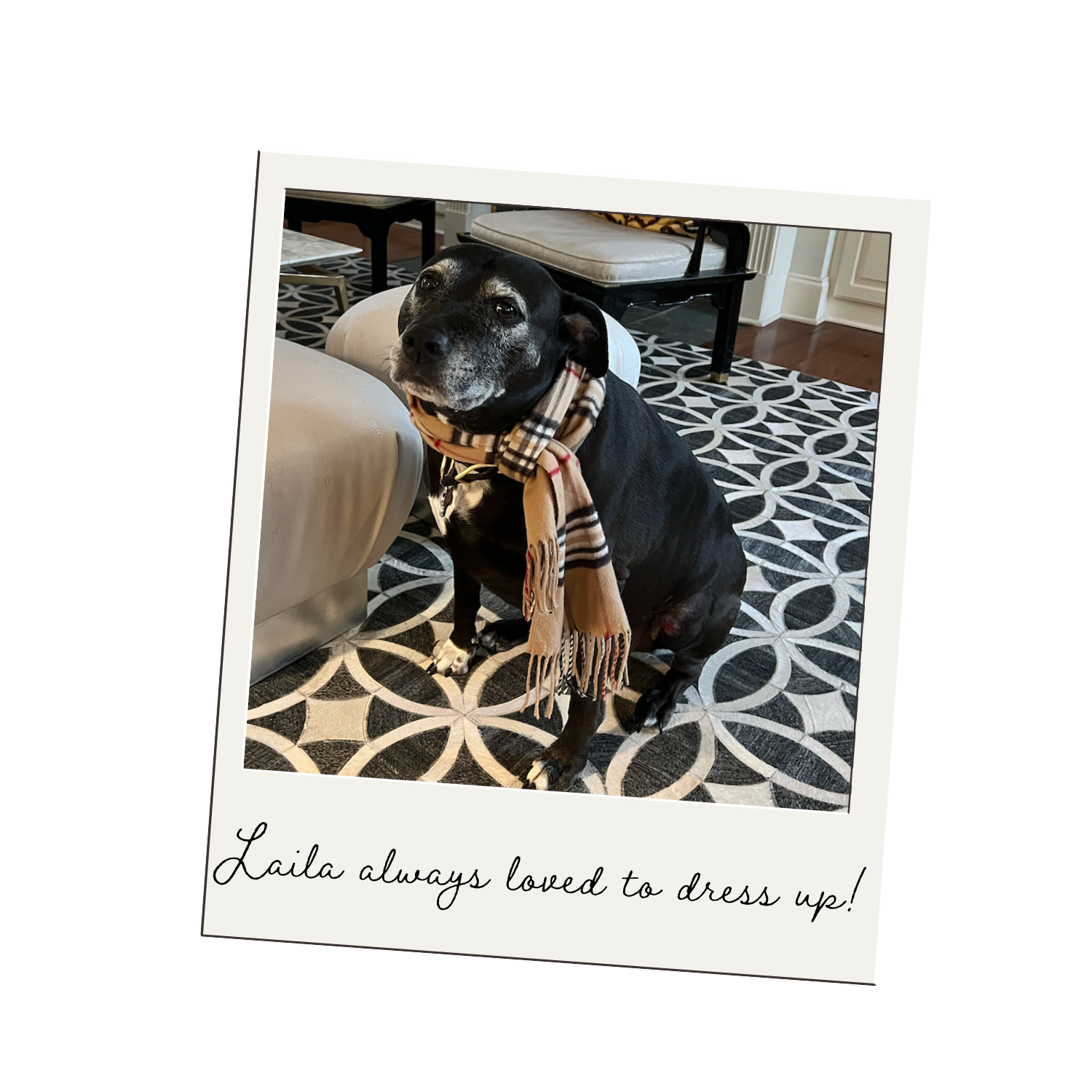 Remembering Laila — Little House of Chic