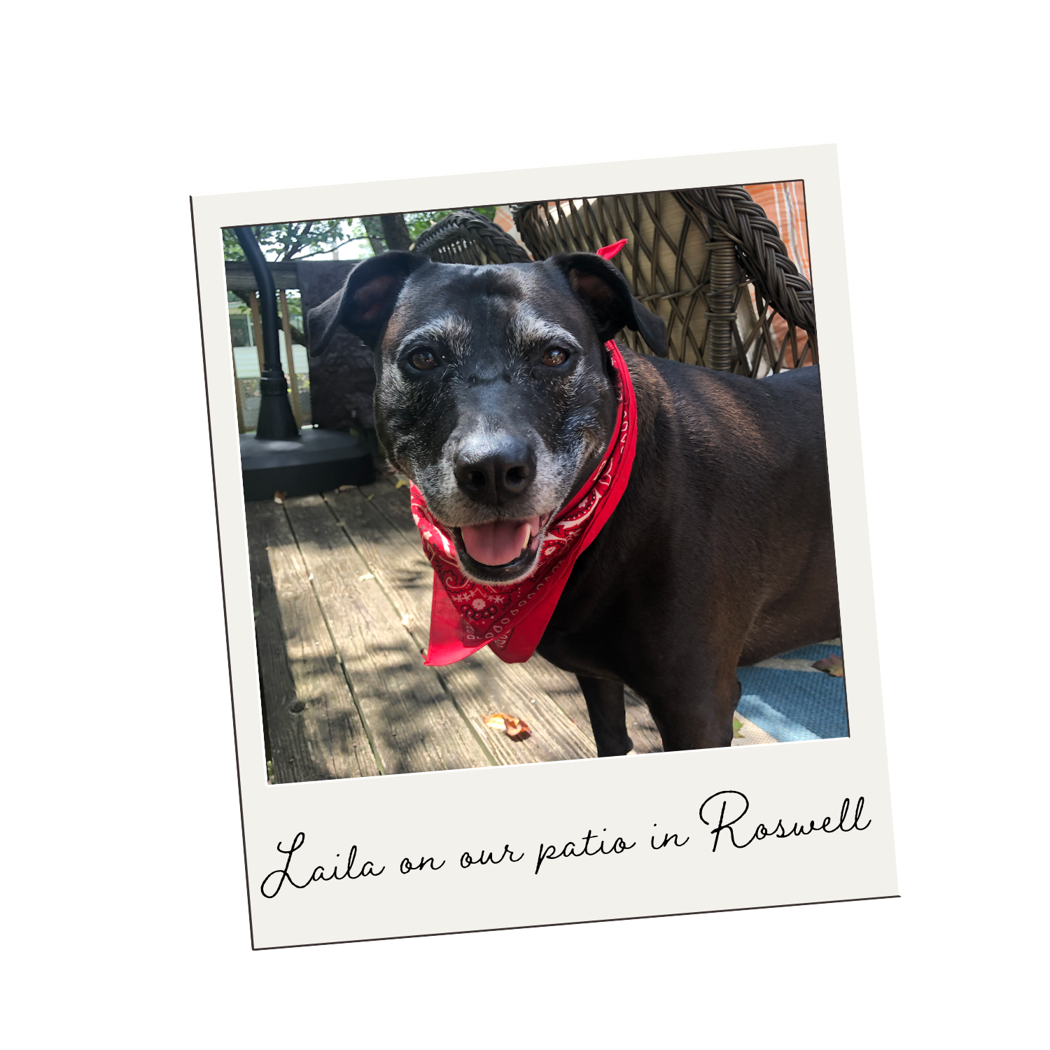 Remembering Laila — Little House of Chic