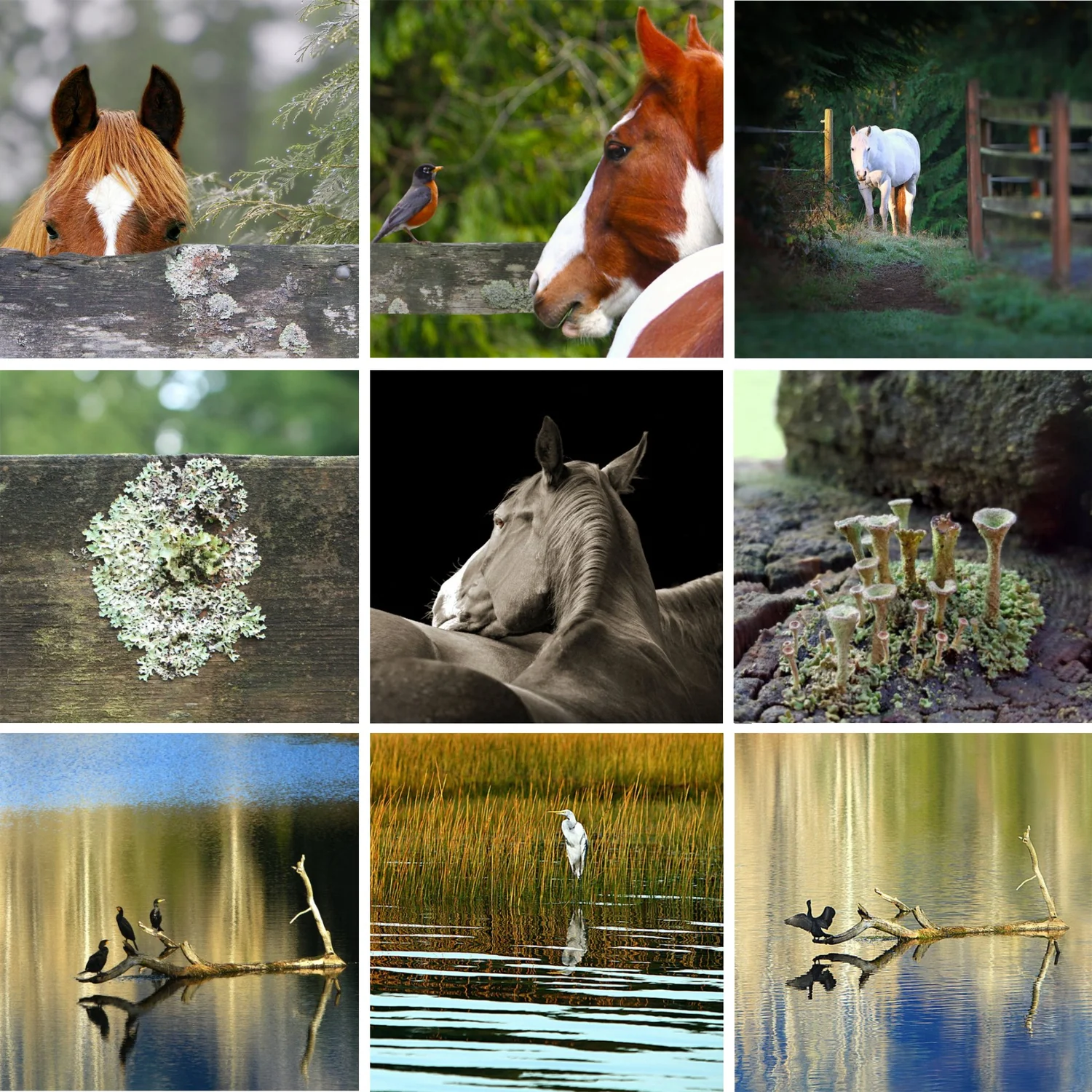 Create a Joy Collage — Nature's Emotions