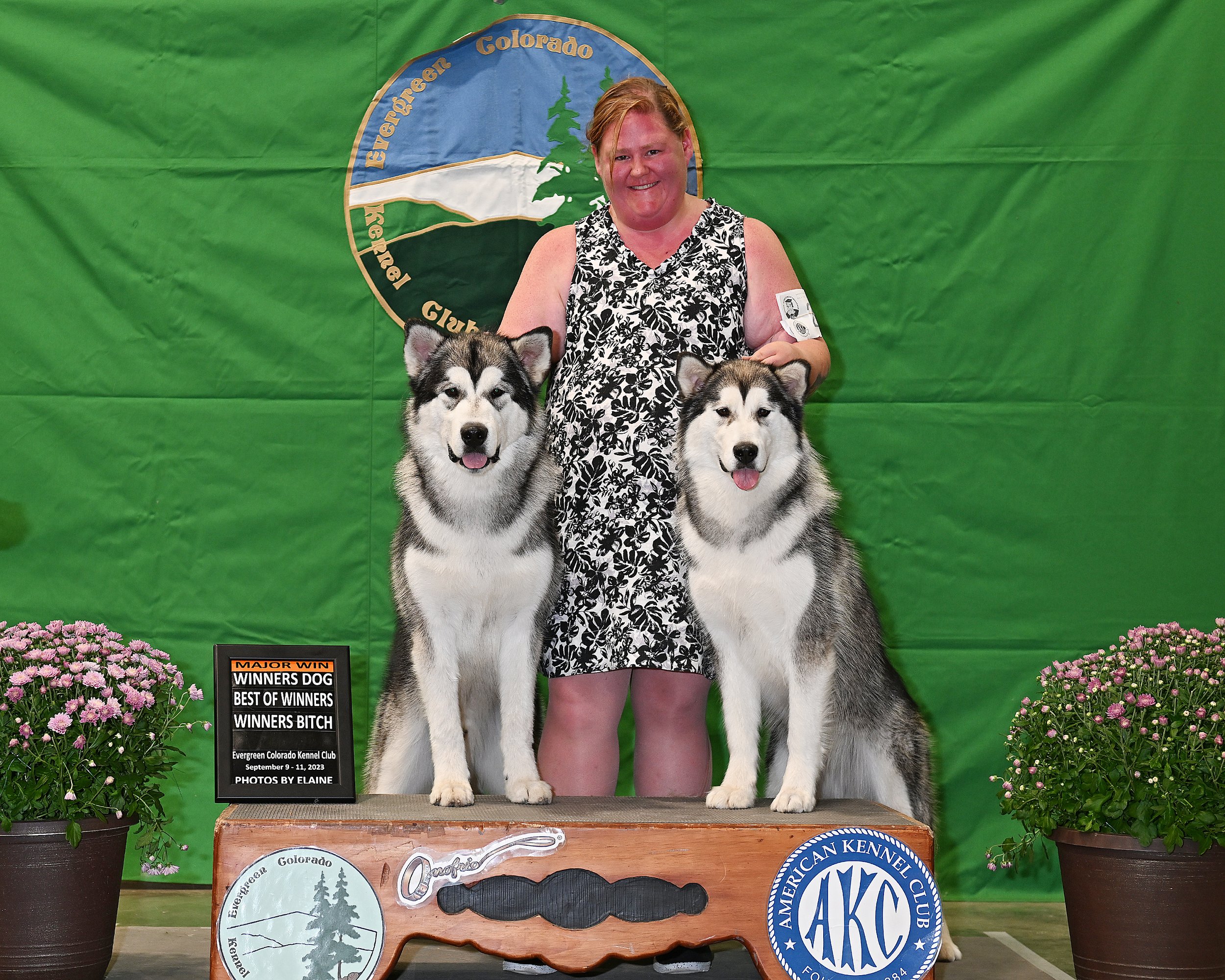 About Kari — Kari Solberg Canine