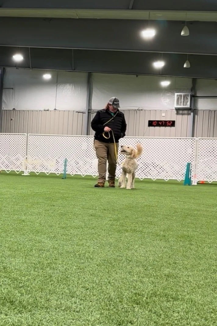 About Kari — Kari Solberg Canine