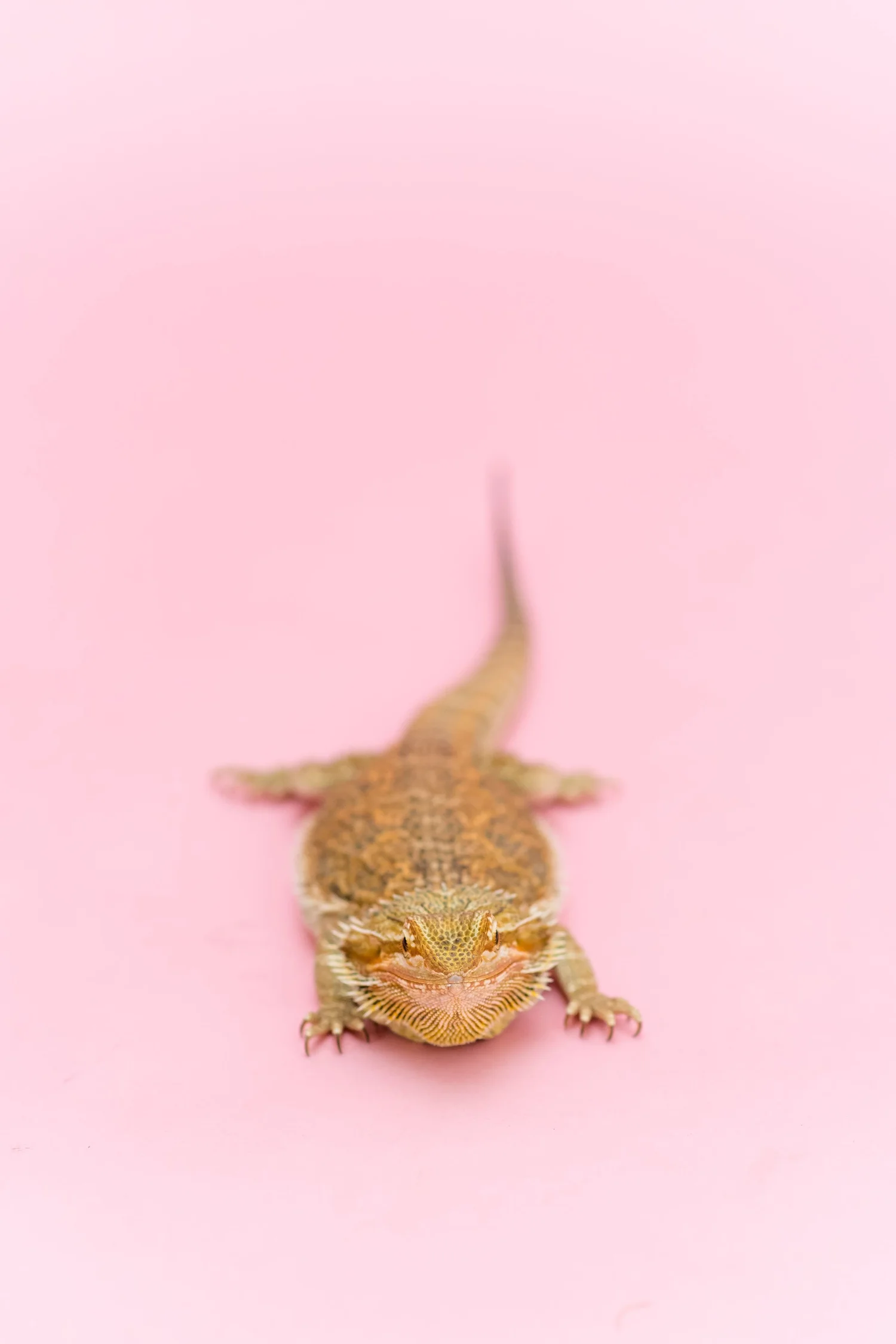 Experiences — Scaly Tails RVA