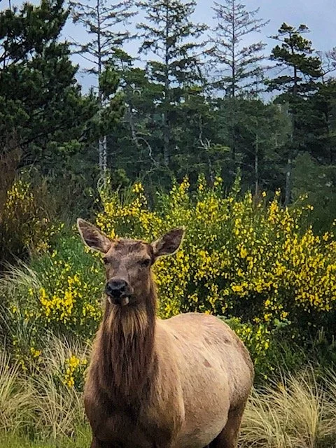 Elk Sightings on the Oregon Coast: Where to Catch a Glimpse of these ...