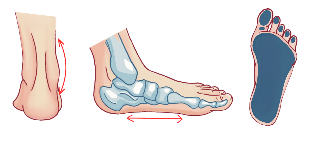 Understanding Your Foot Arch — Affinity Podiatry