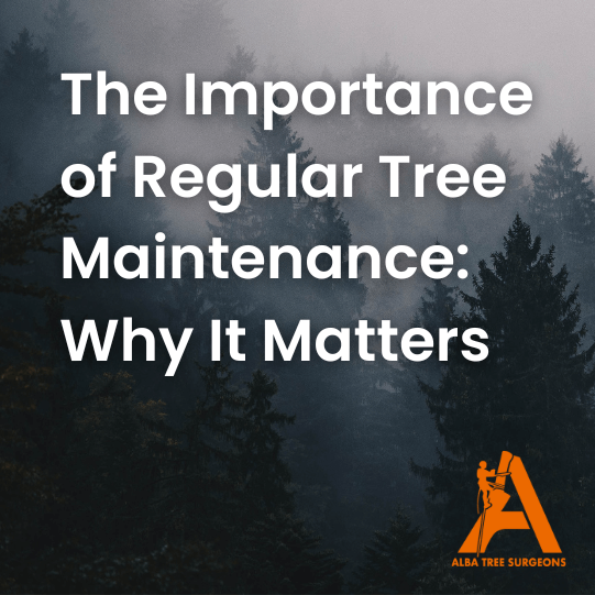 The Importance of Regular Tree Maintenance: Why It Matters — Alba Tree ...