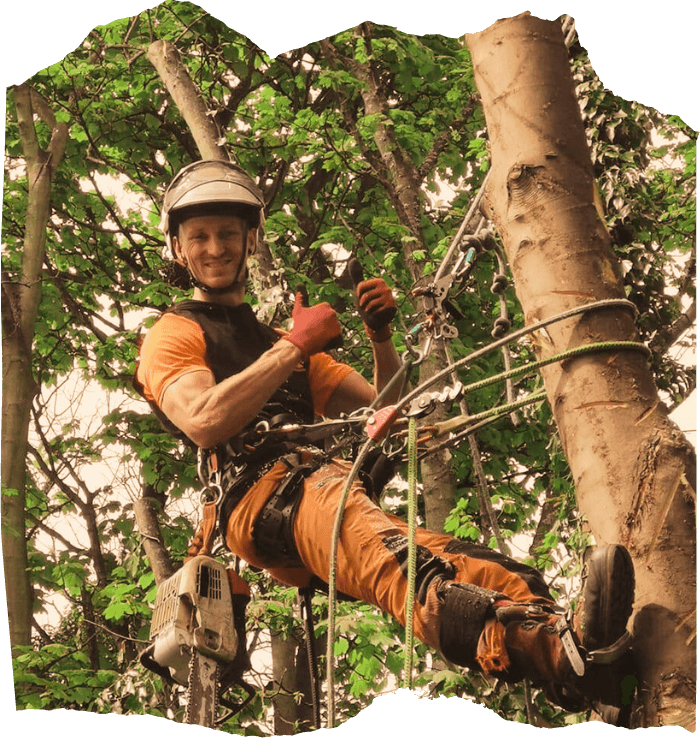Alba Tree Surgeons: Your Local Edinburgh Tree Surgeon
