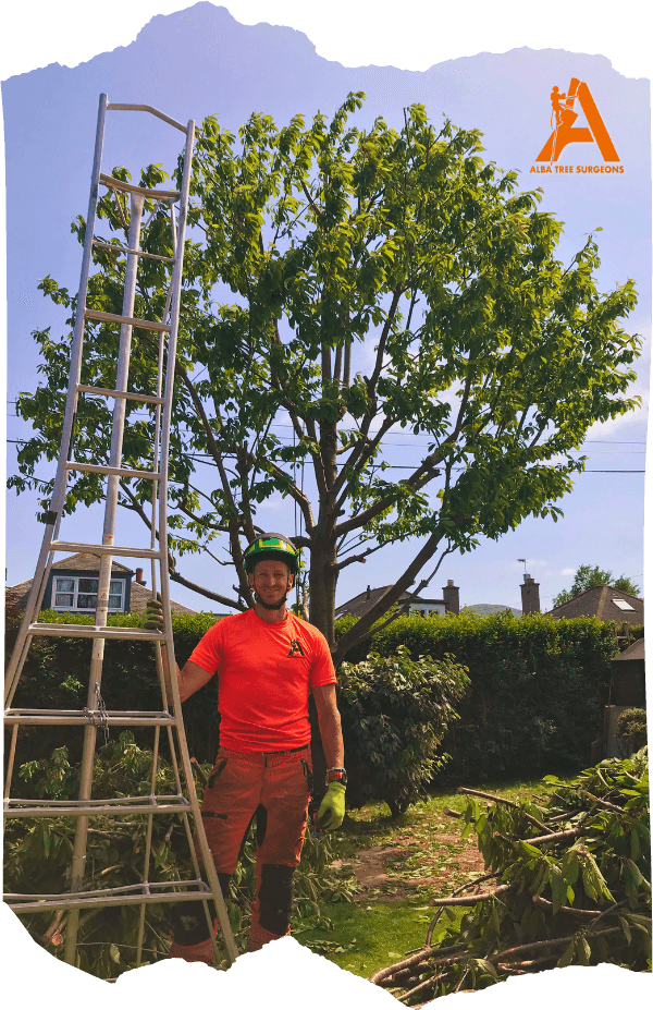 Alba Tree Surgeons: Your Local Edinburgh Tree Surgeon